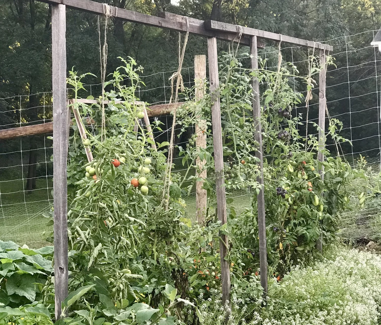 Tomato Trellising: A Summer to Experiment — Seed to Fork - Meg Cowden