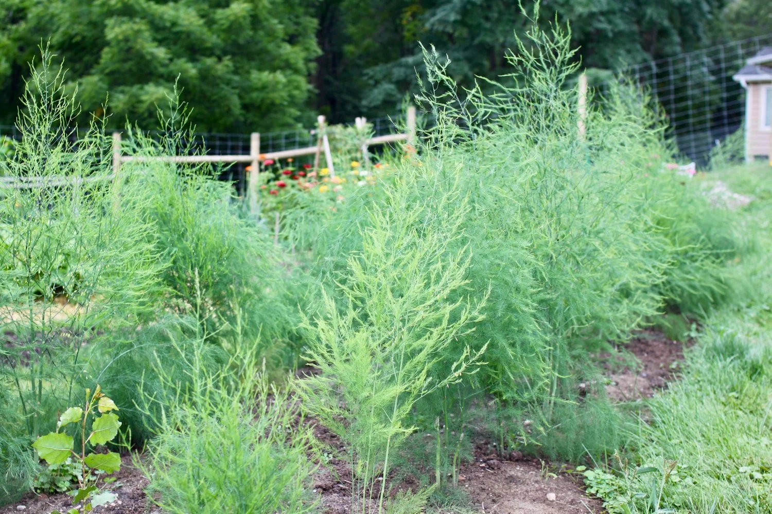 Growing Asparagus From Seed — Seed to Fork - Meg Cowden