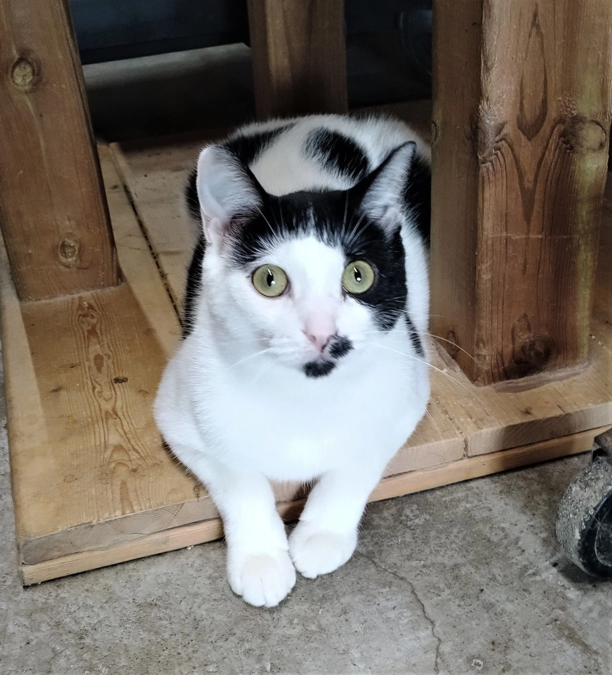 Adopt — PurrfectCompanions