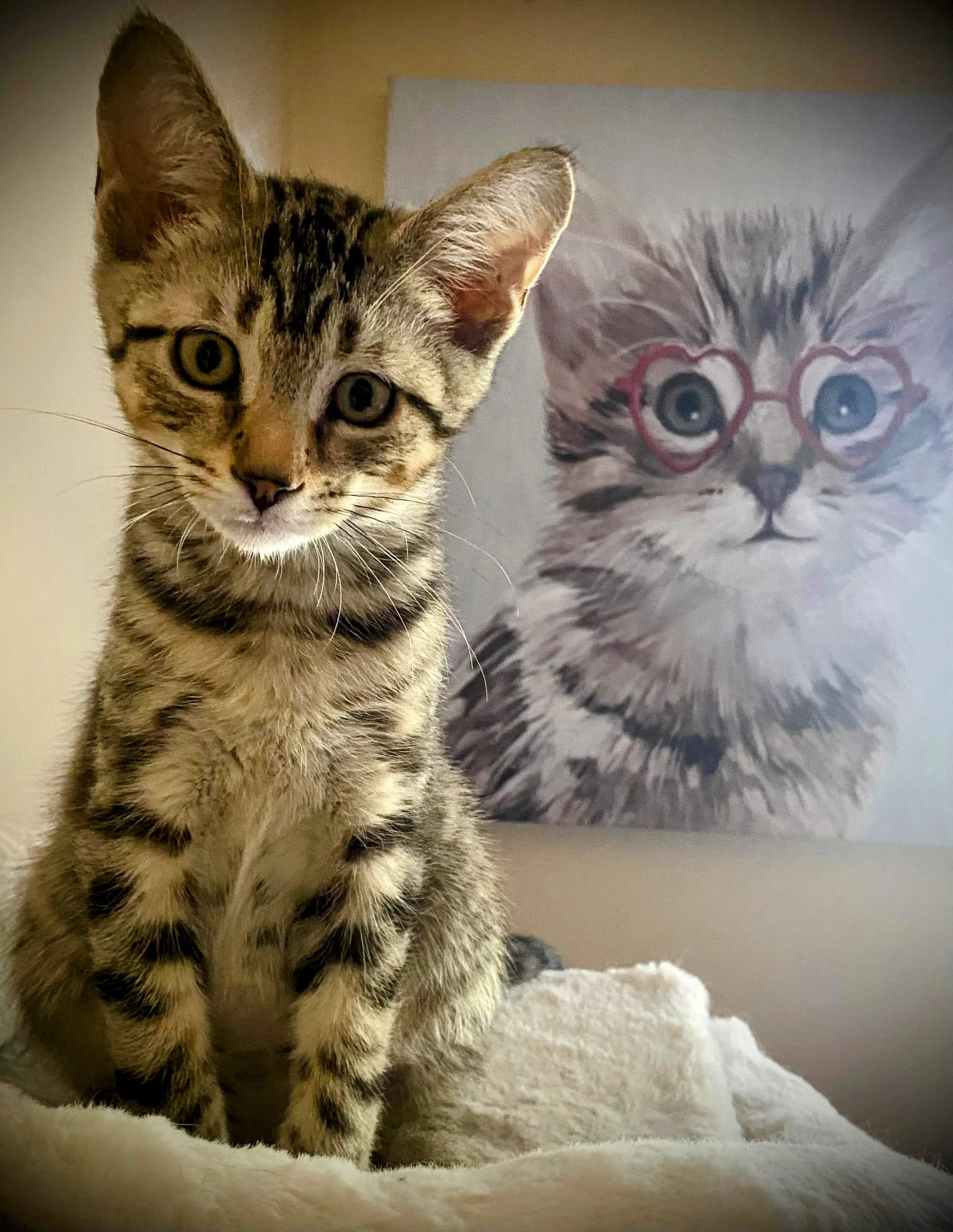 Adopt — PurrfectCompanions