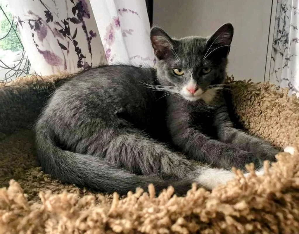 Adopt — PurrfectCompanions