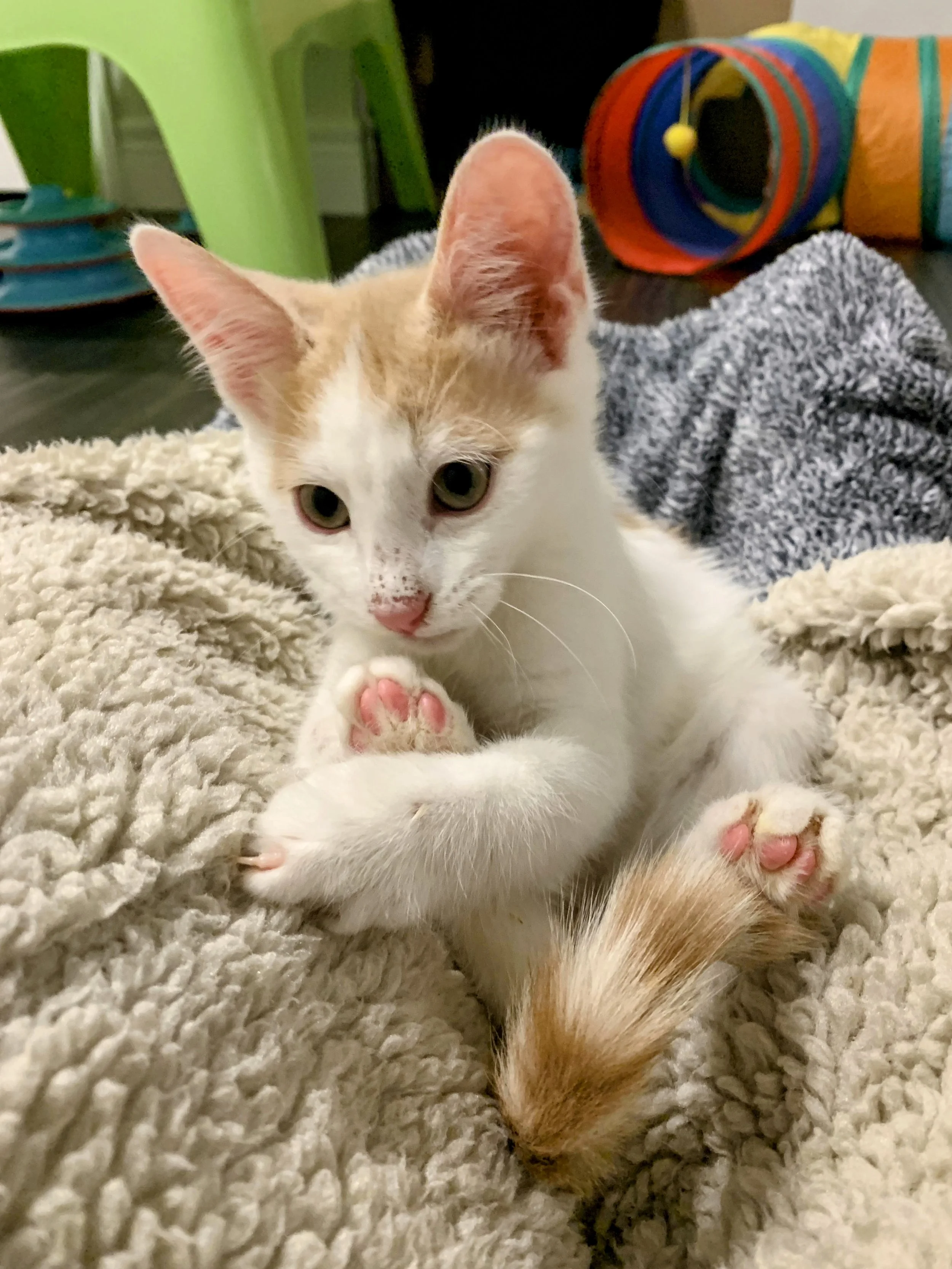 Adopt — PurrfectCompanions