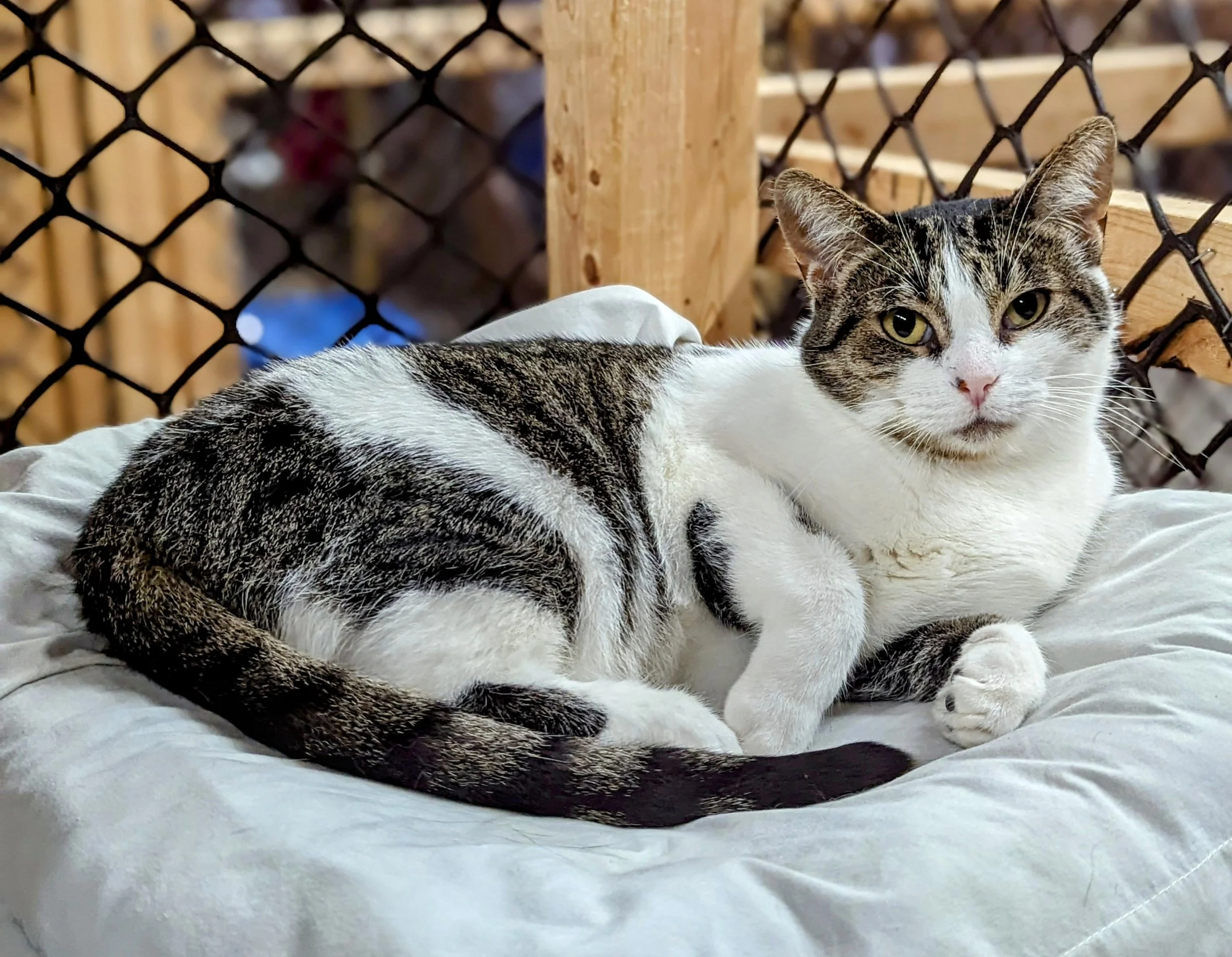 Adopt — PurrfectCompanions