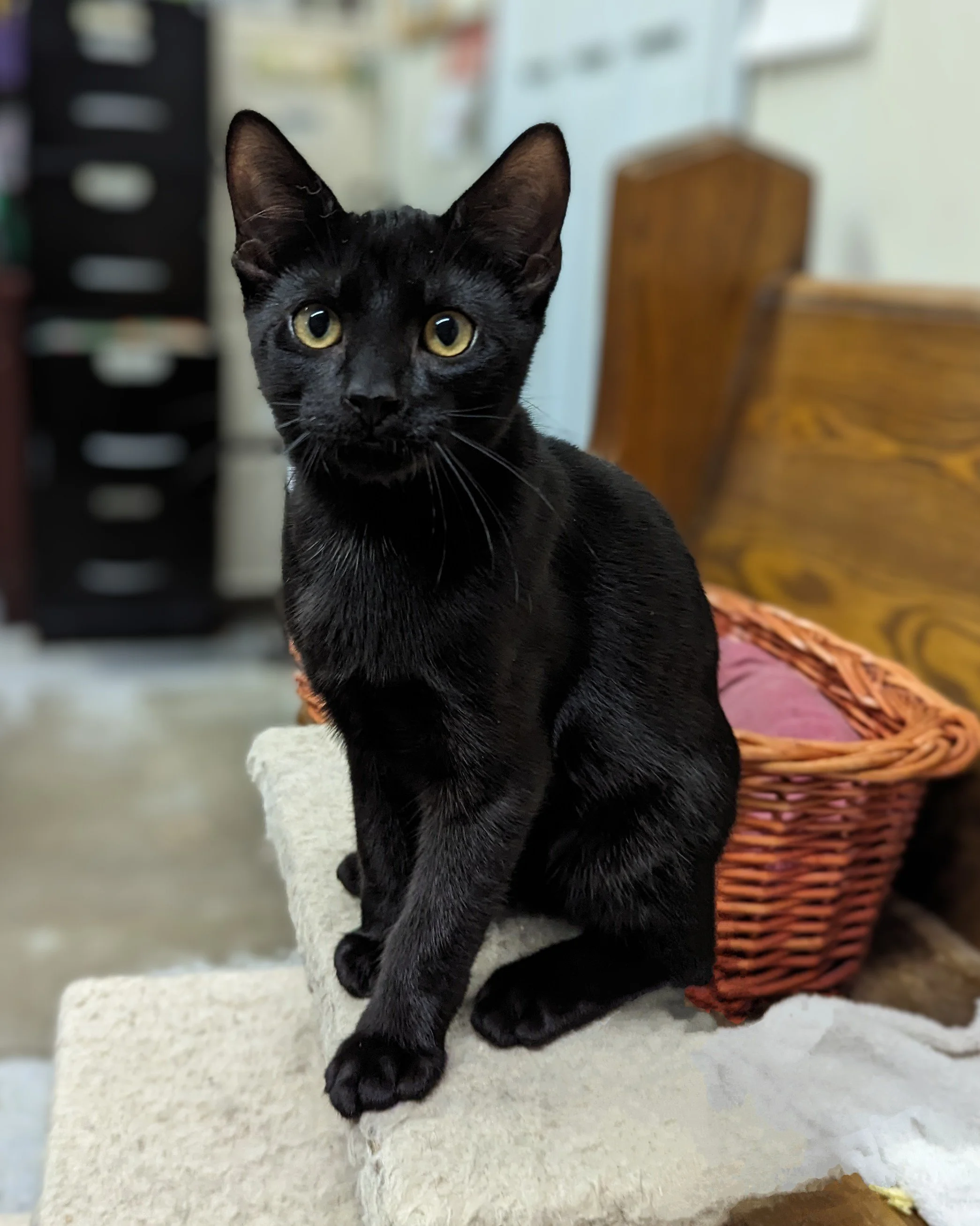 Adopt — PurrfectCompanions