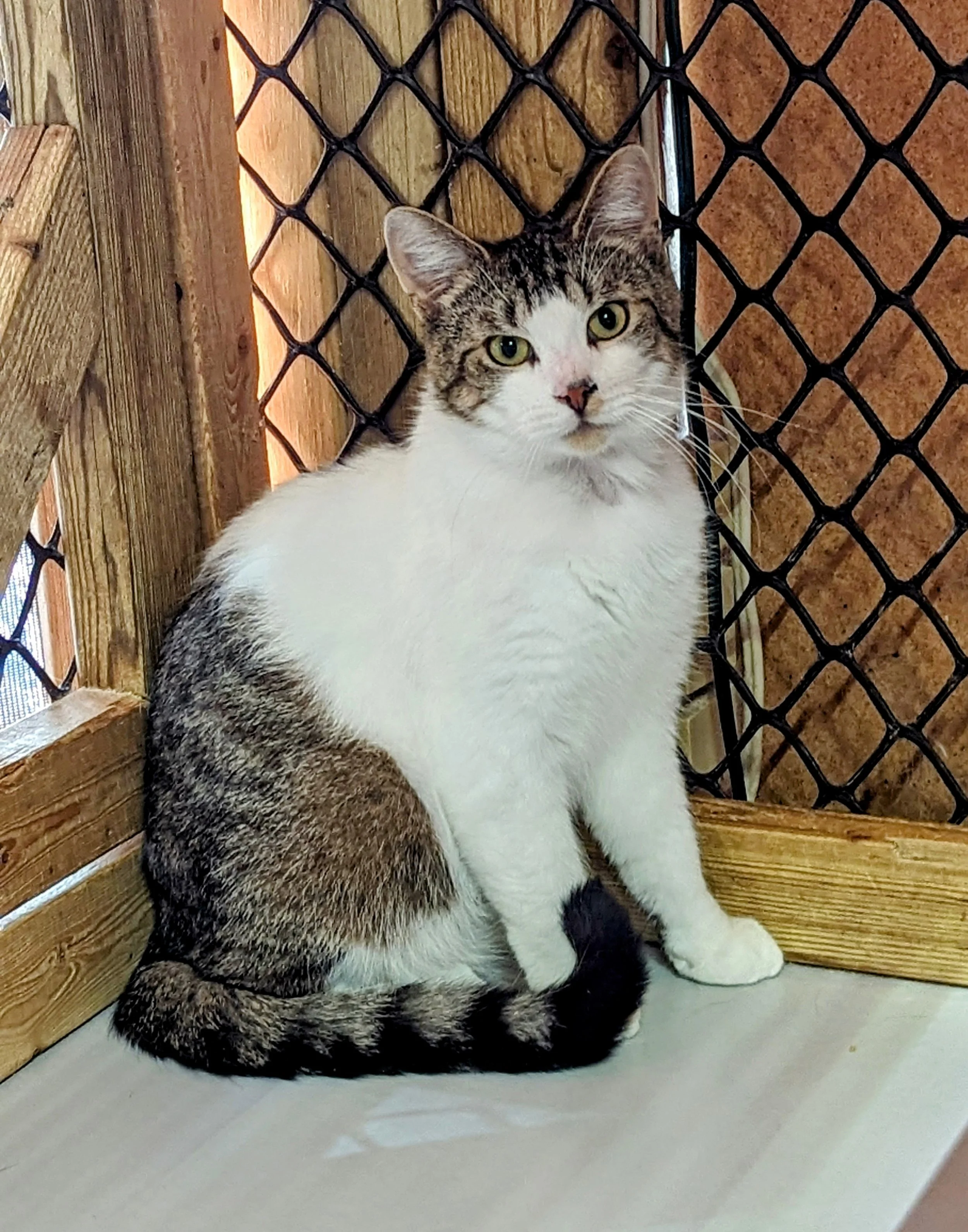 Adopt — PurrfectCompanions