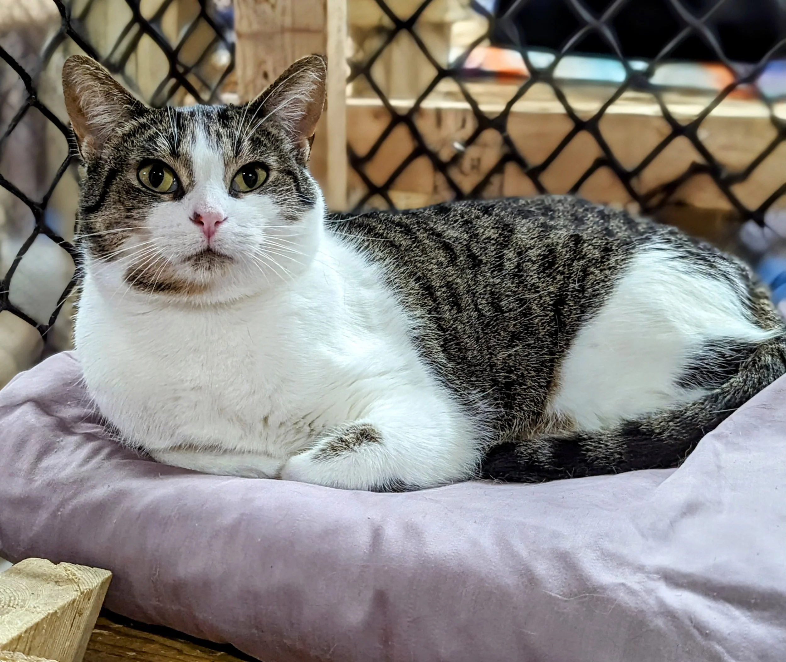 Adopt — PurrfectCompanions