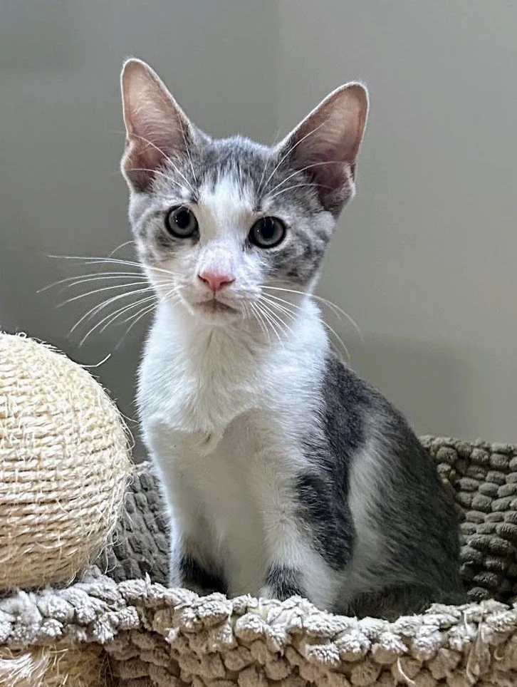 Adopt — PurrfectCompanions