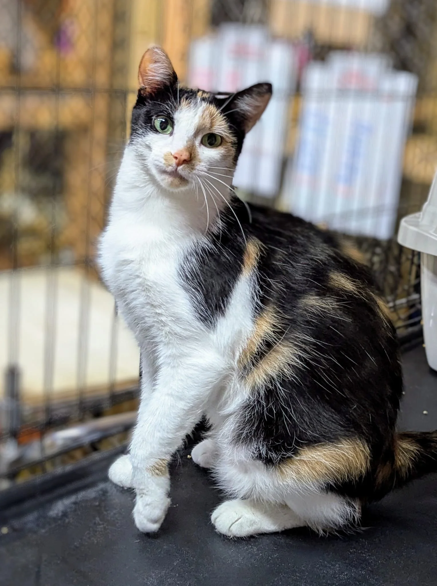 Adopt — PurrfectCompanions