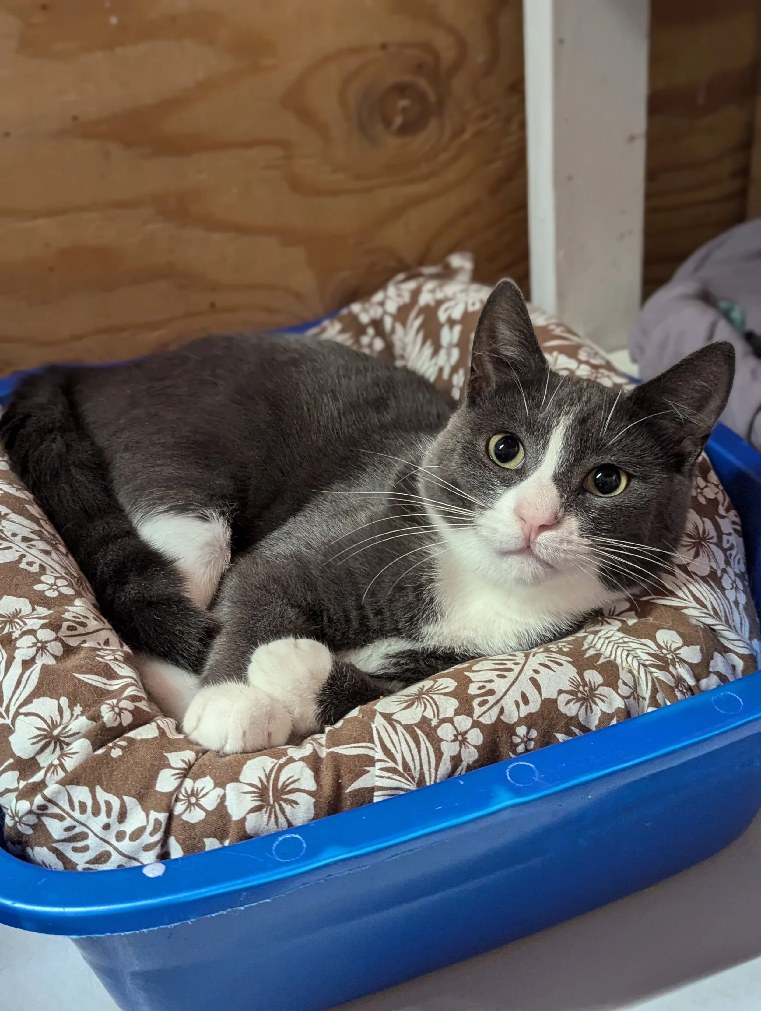 Adopt — PurrfectCompanions