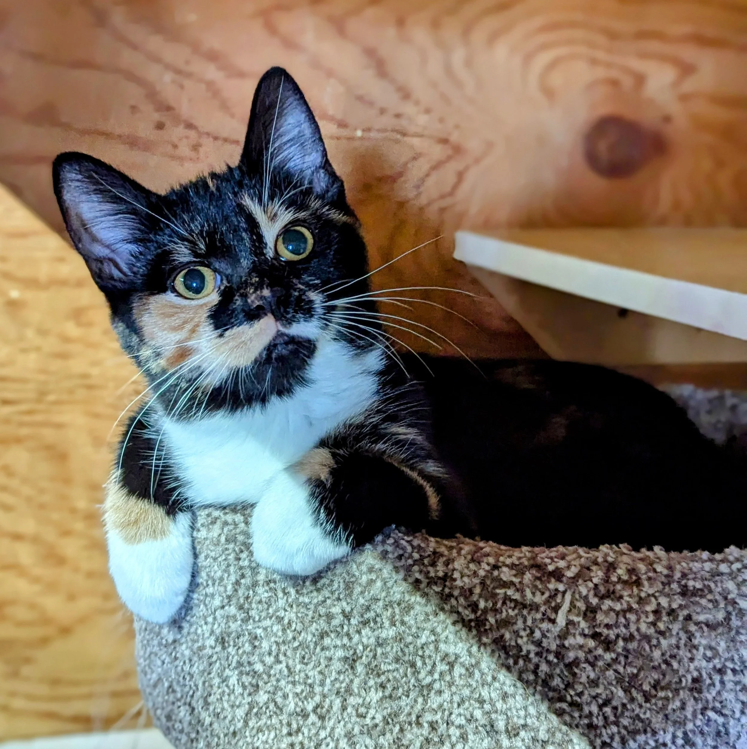 Adopt — PurrfectCompanions