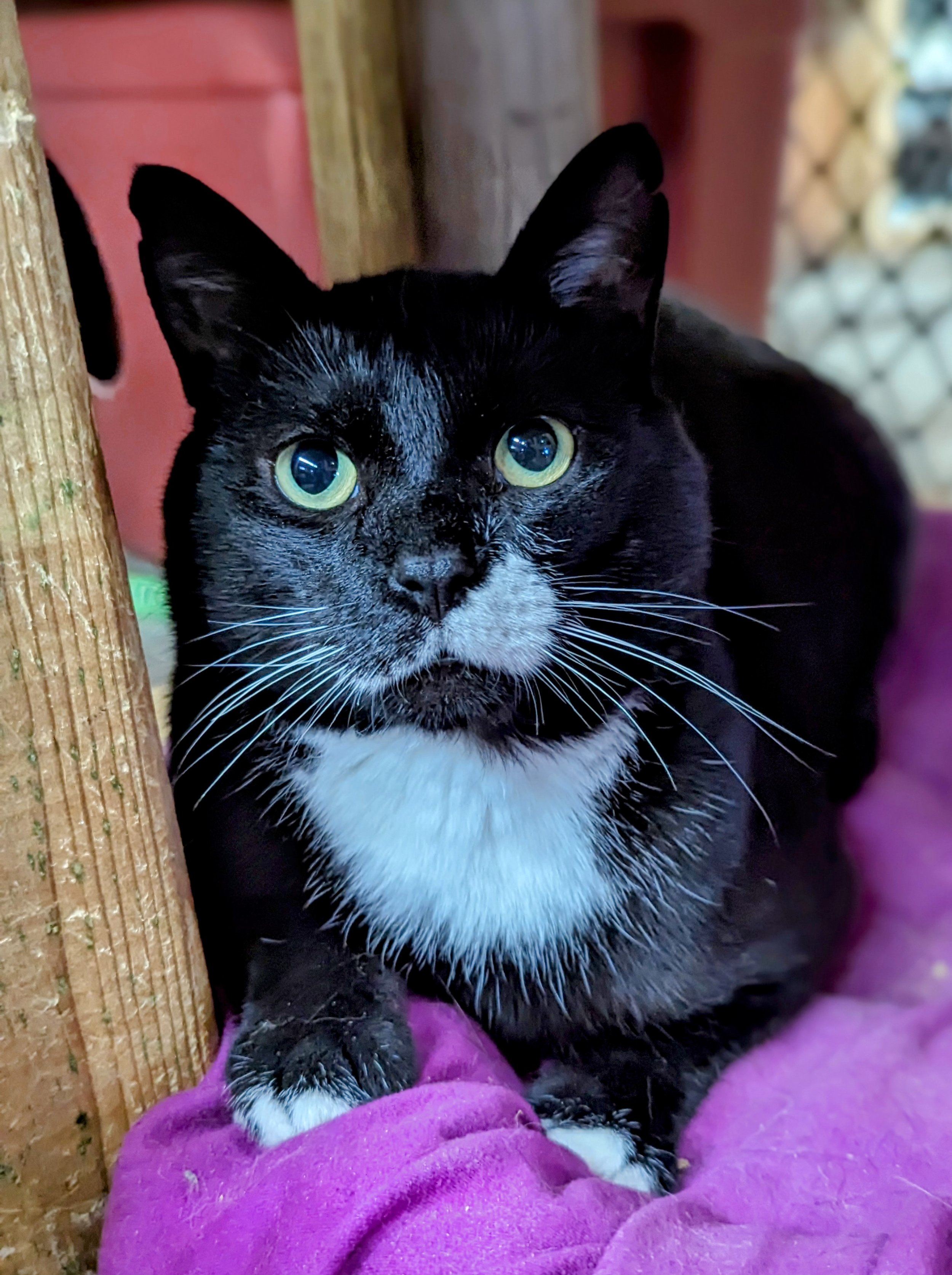 Adopt — PurrfectCompanions