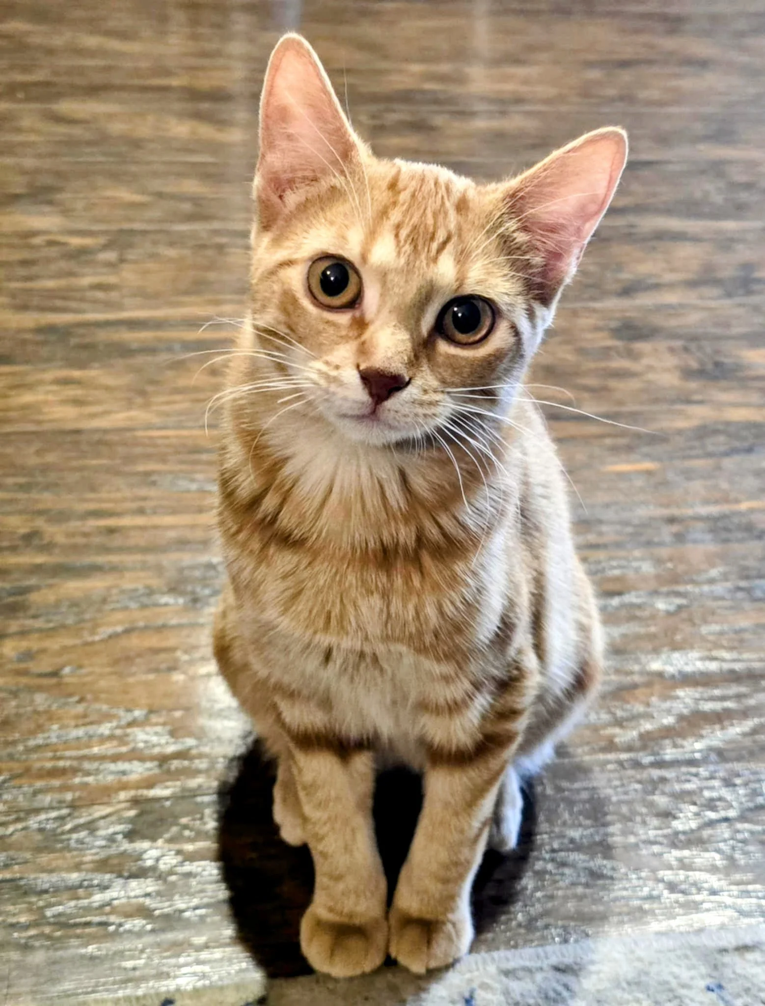 Adopt — PurrfectCompanions