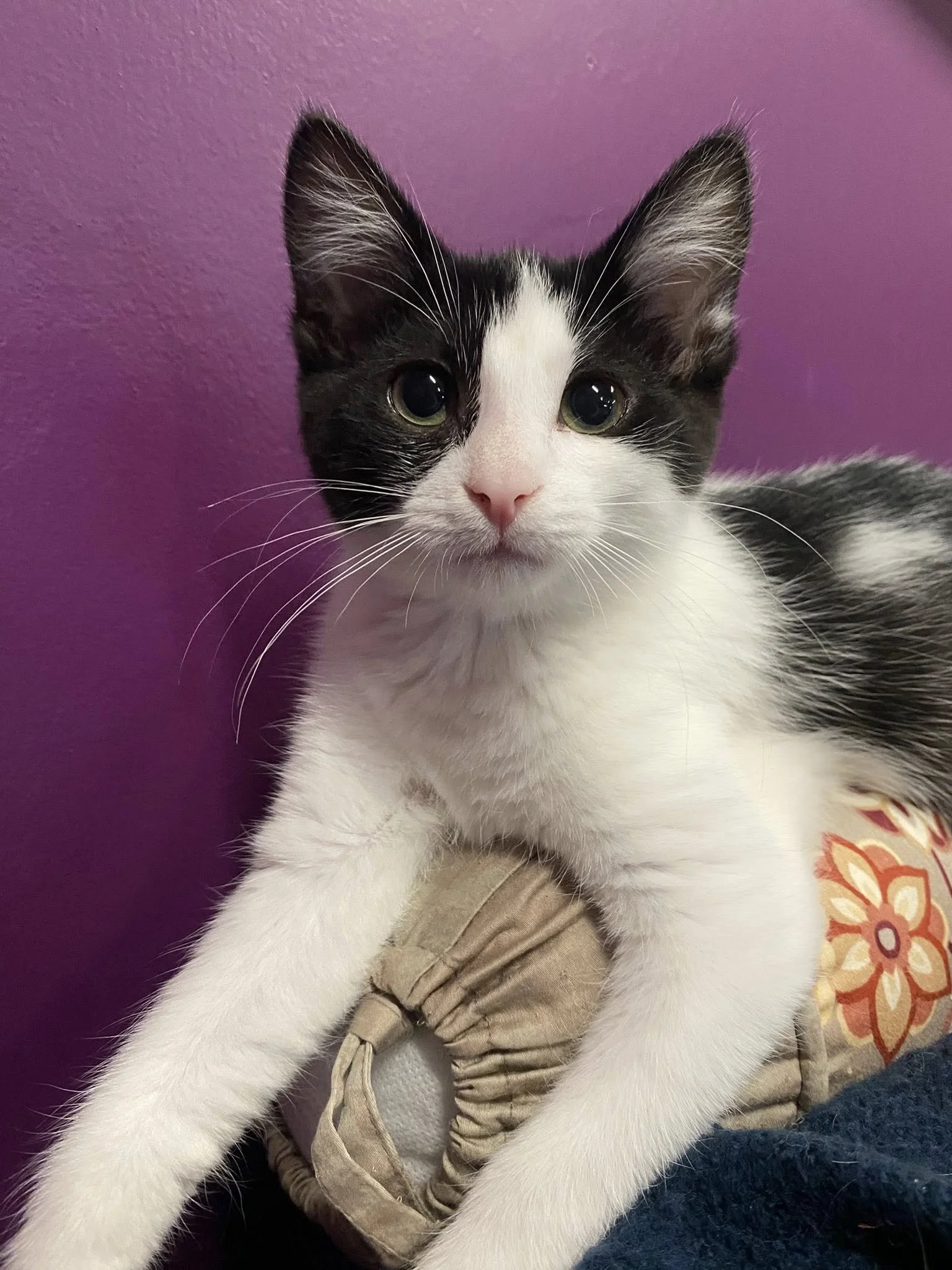 Adopt — PurrfectCompanions