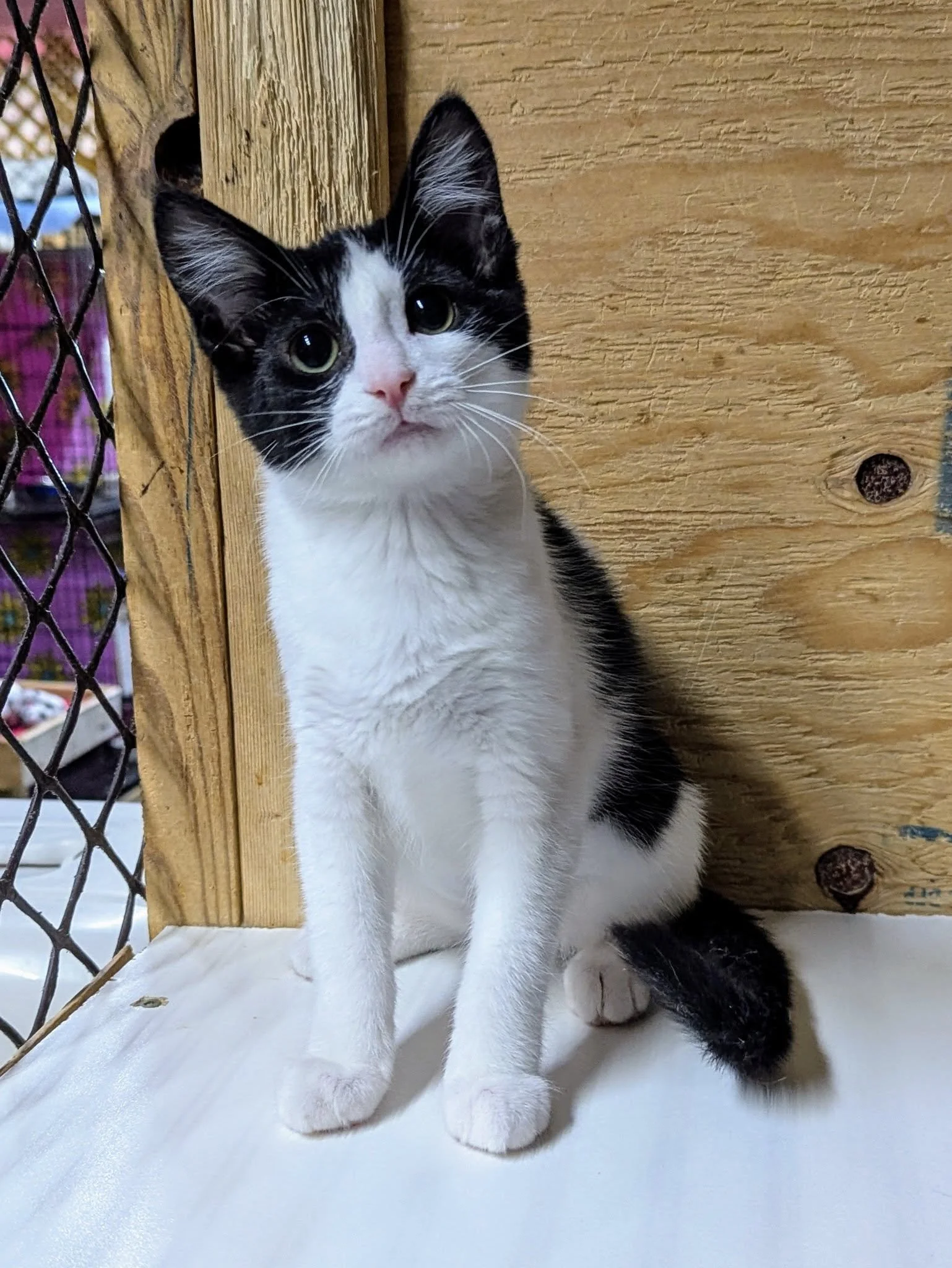 Adopt — PurrfectCompanions