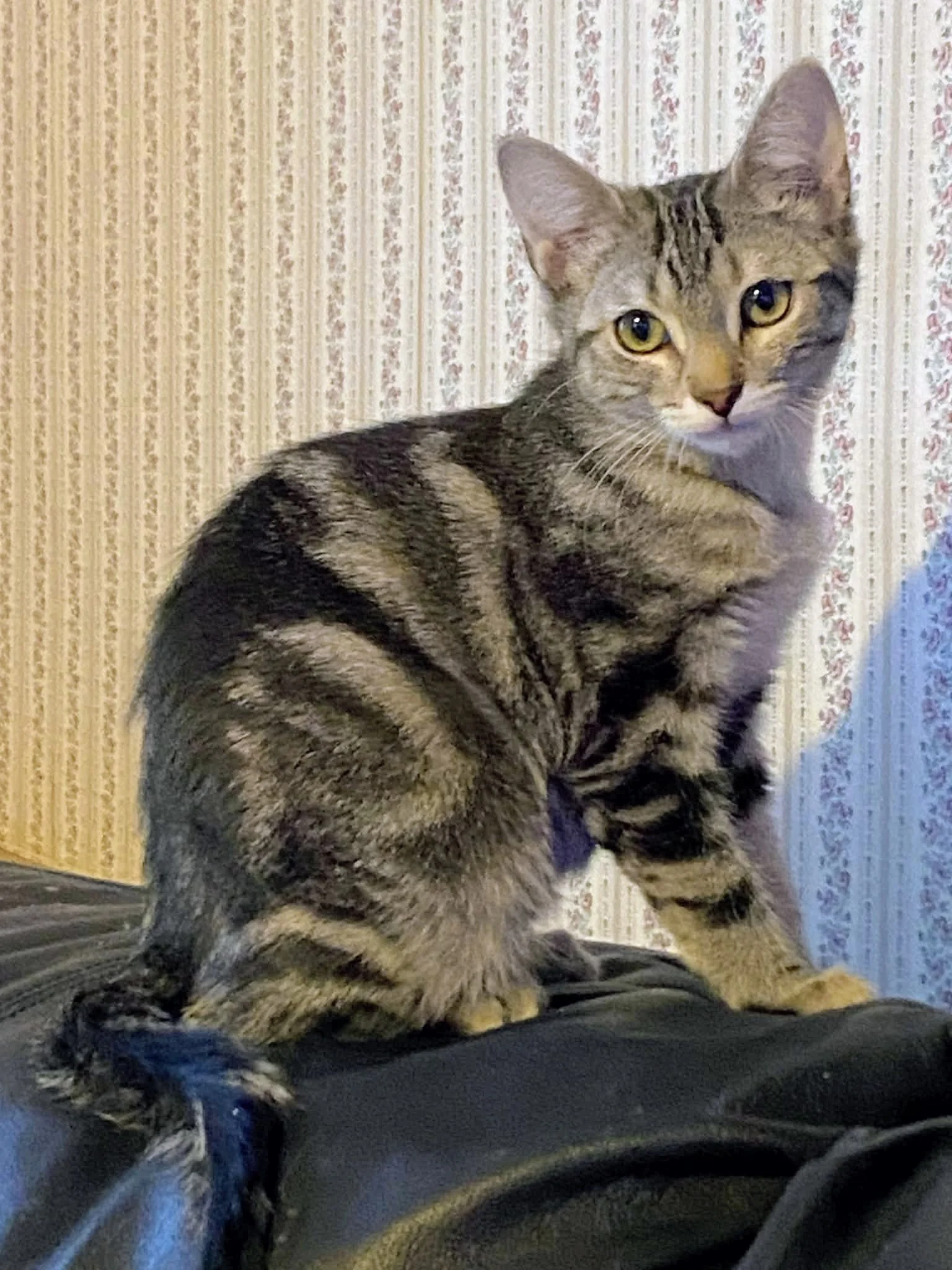Adopt — PurrfectCompanions