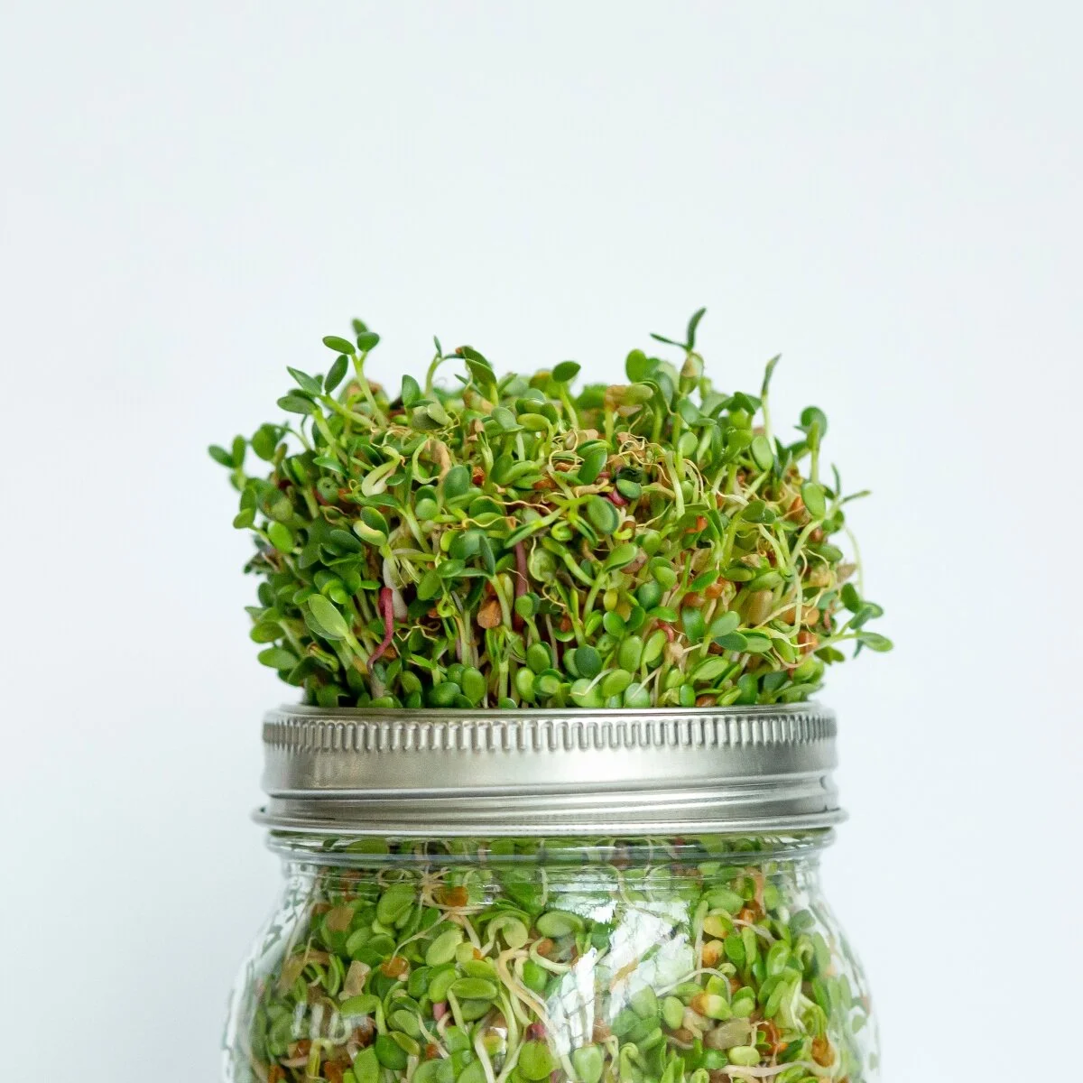 Milk Kefir Grains — Revival Homestead Supply