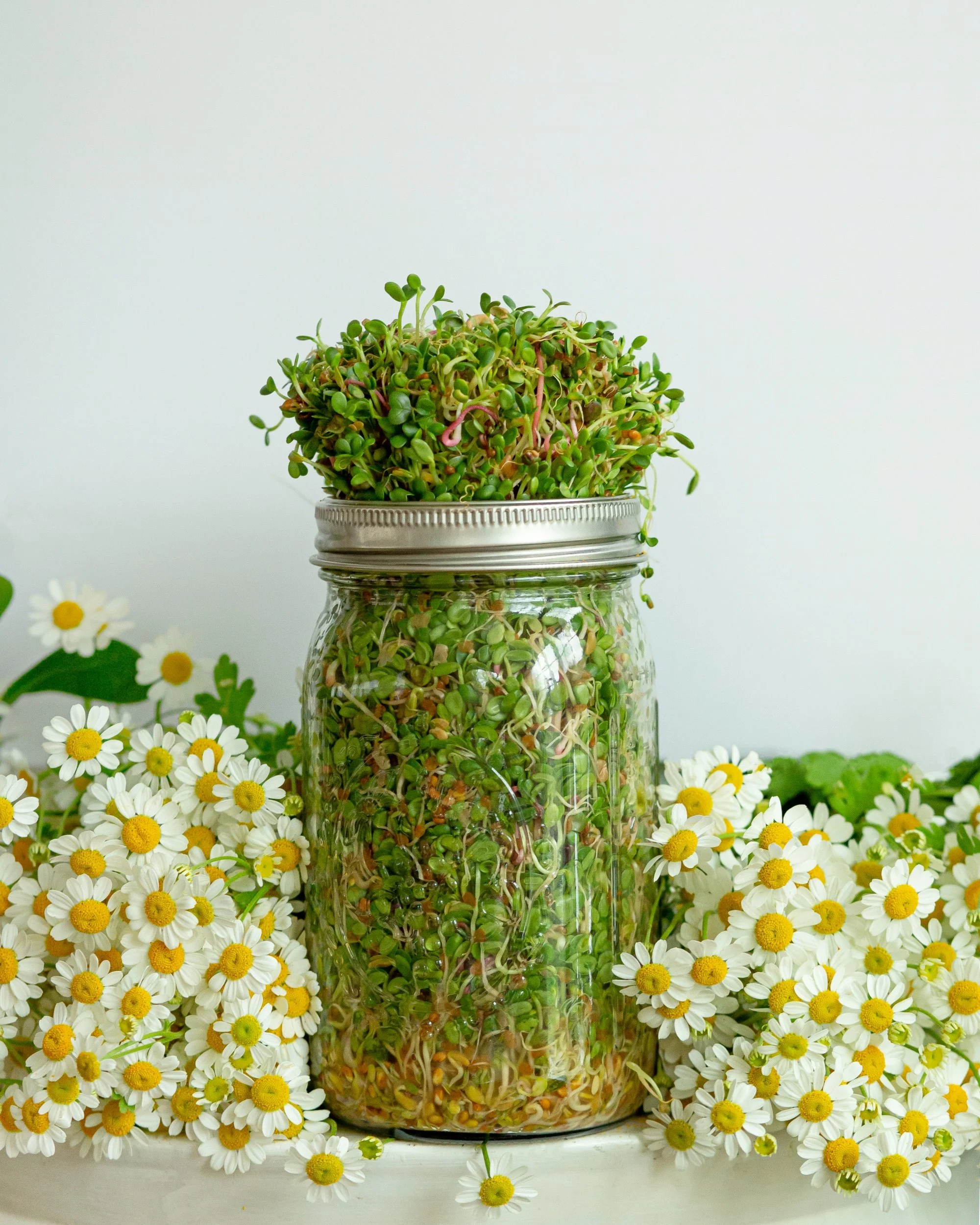 sprouts — Blog — Revival Homestead Supply