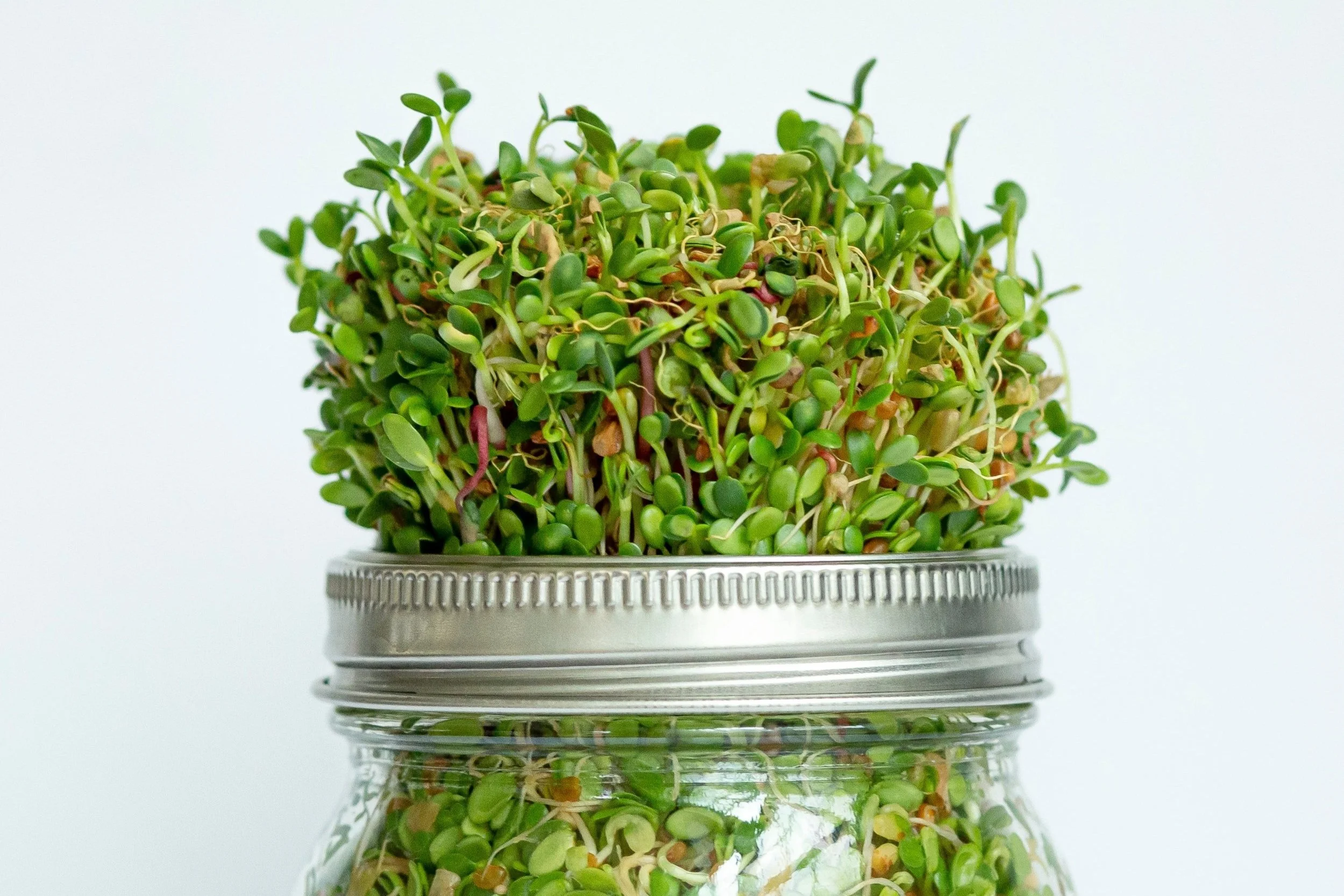 Why You Should Give a Damn About Sprouts — Revival Homestead Supply