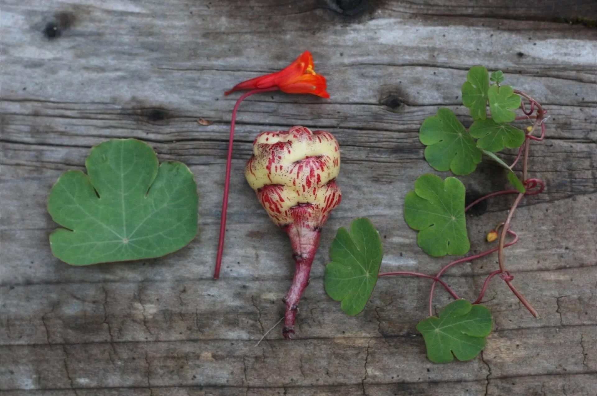 Mashua, Climbing Nasturtium, Tropaeolum tuberosum SOLD OUT - BACK IN ...