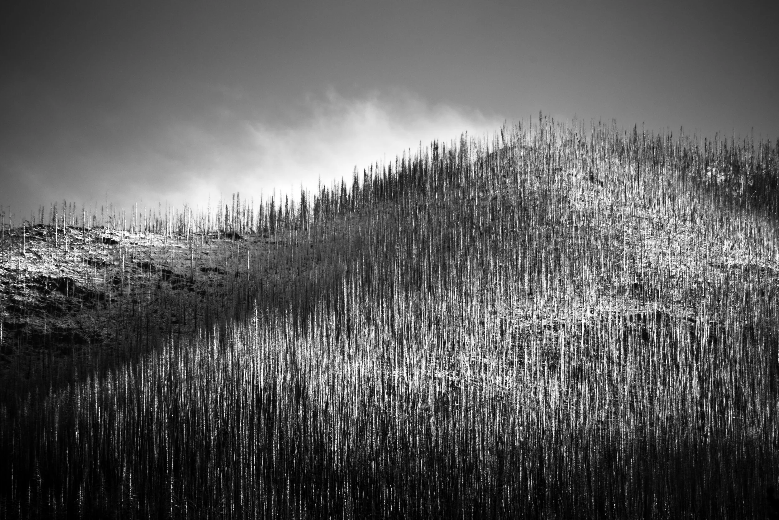 Joshua Collins Photography