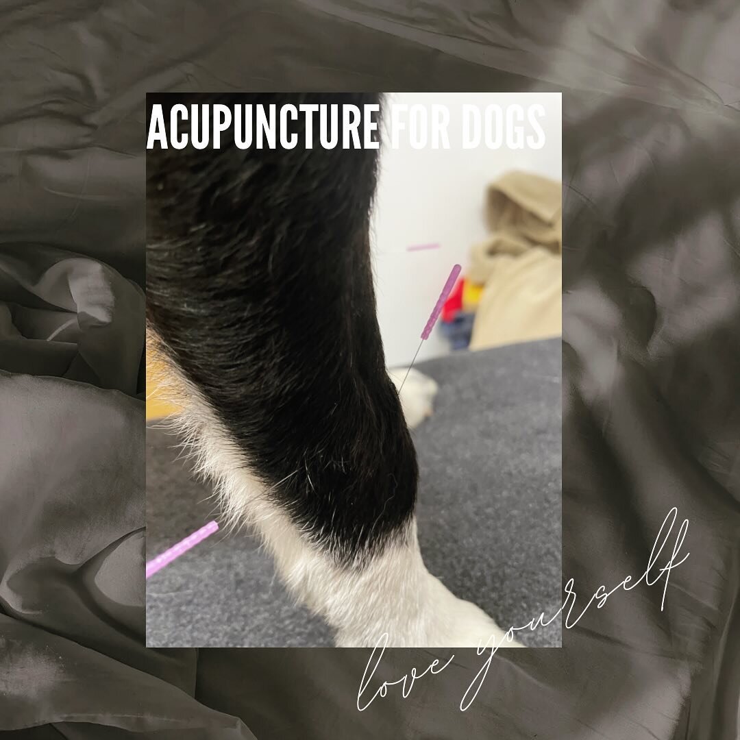 Susan Martin Acupuncture - Acupuncture Treatment and Booking