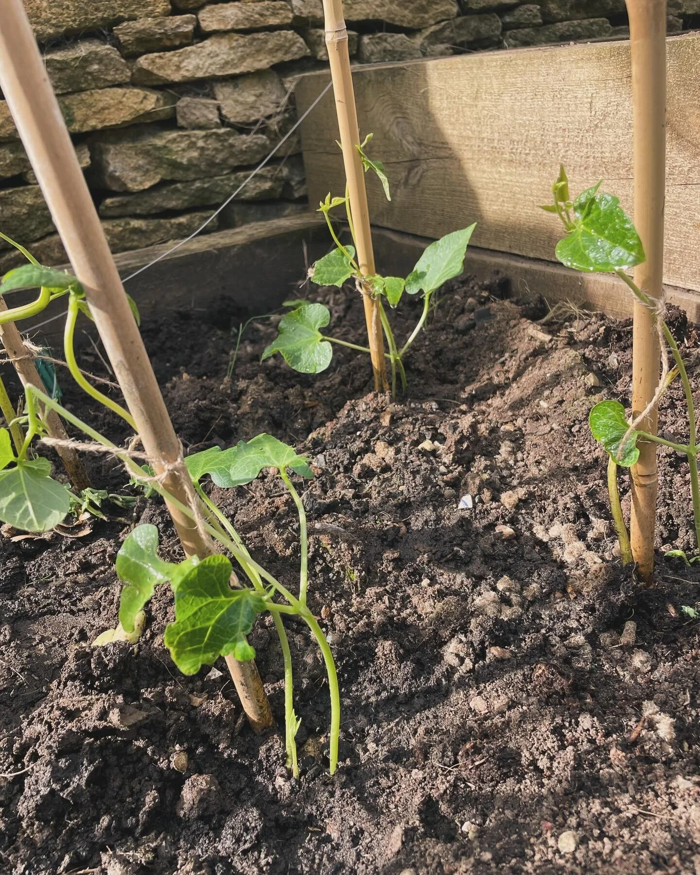 Susan Martin Acupuncture - Acupuncture Treatment and Booking