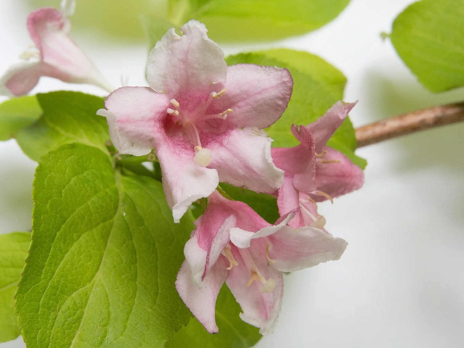 Weigela cultivars group 4 — Friends of the Botanical Gardens Sheffield