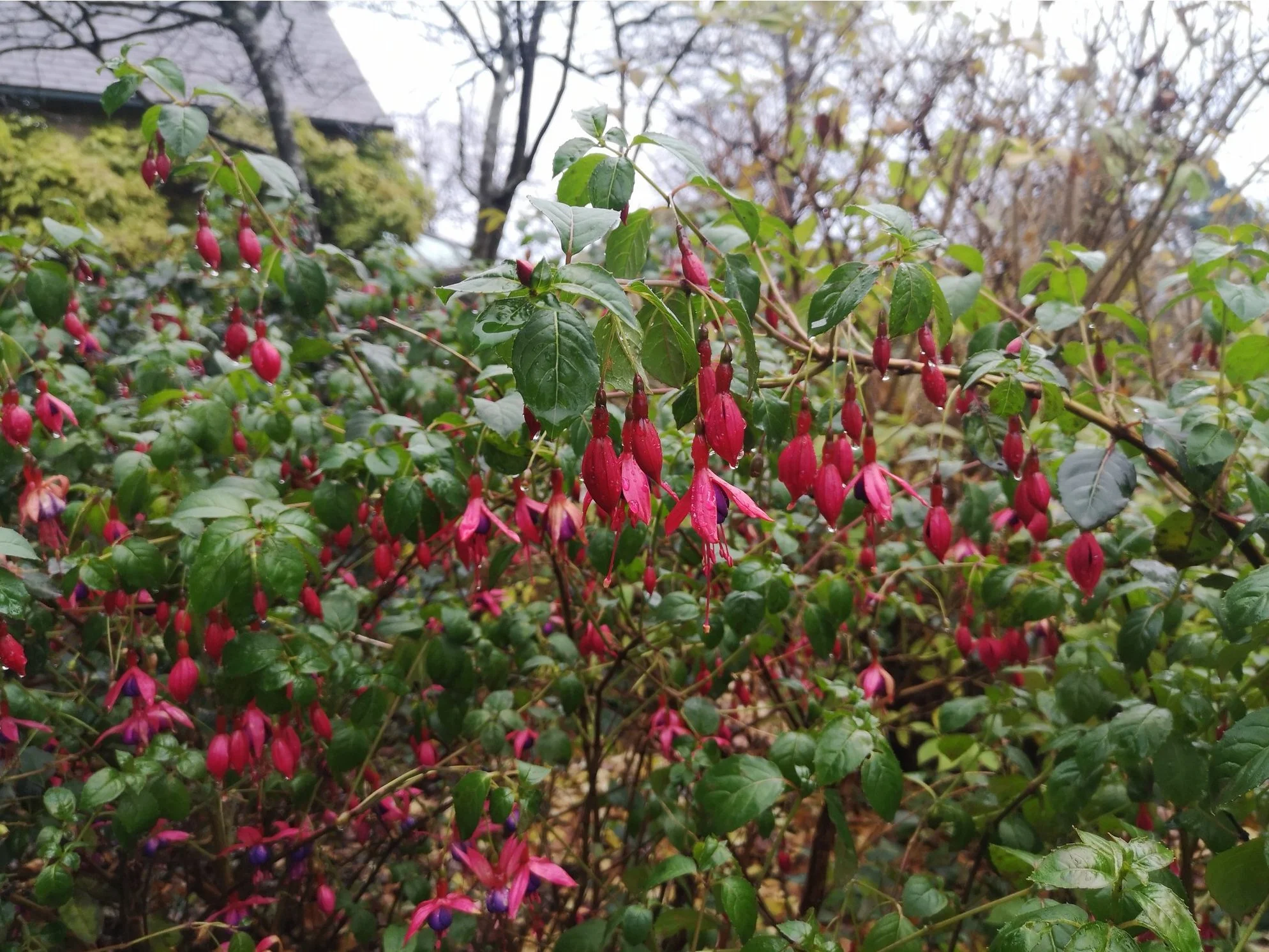 Fuchsia 'Mrs Popple' — Friends of the Botanical Gardens Sheffield