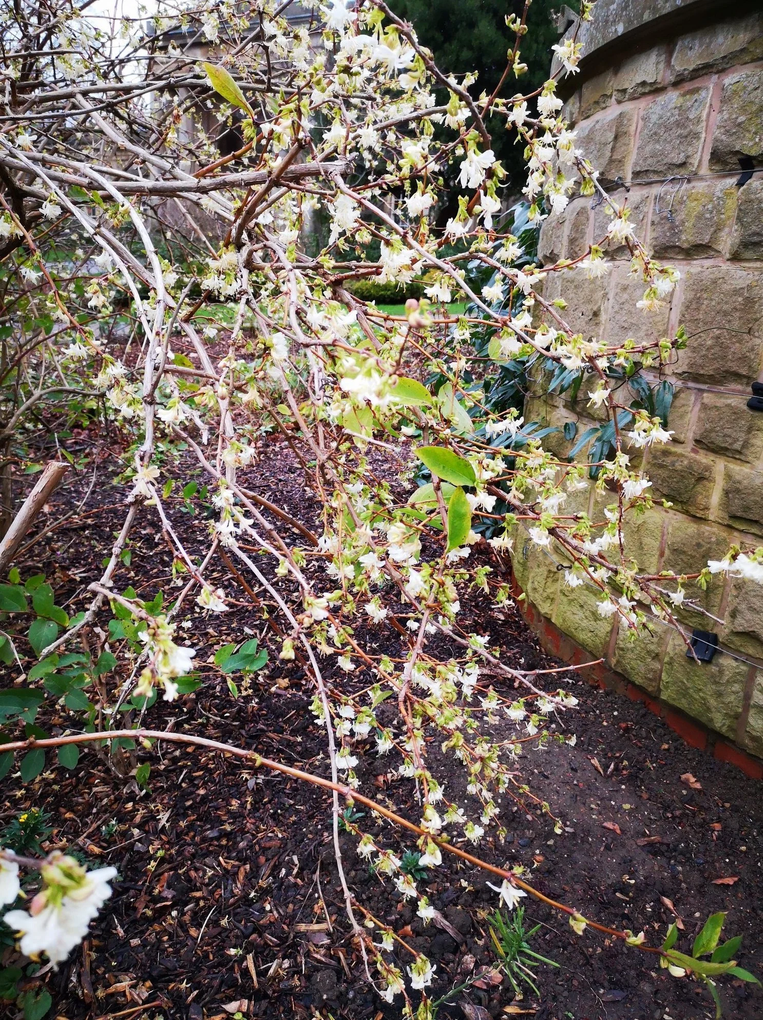 Lonicera x purpusii 'Winter Beauty' — Friends of the Botanical Gardens ...