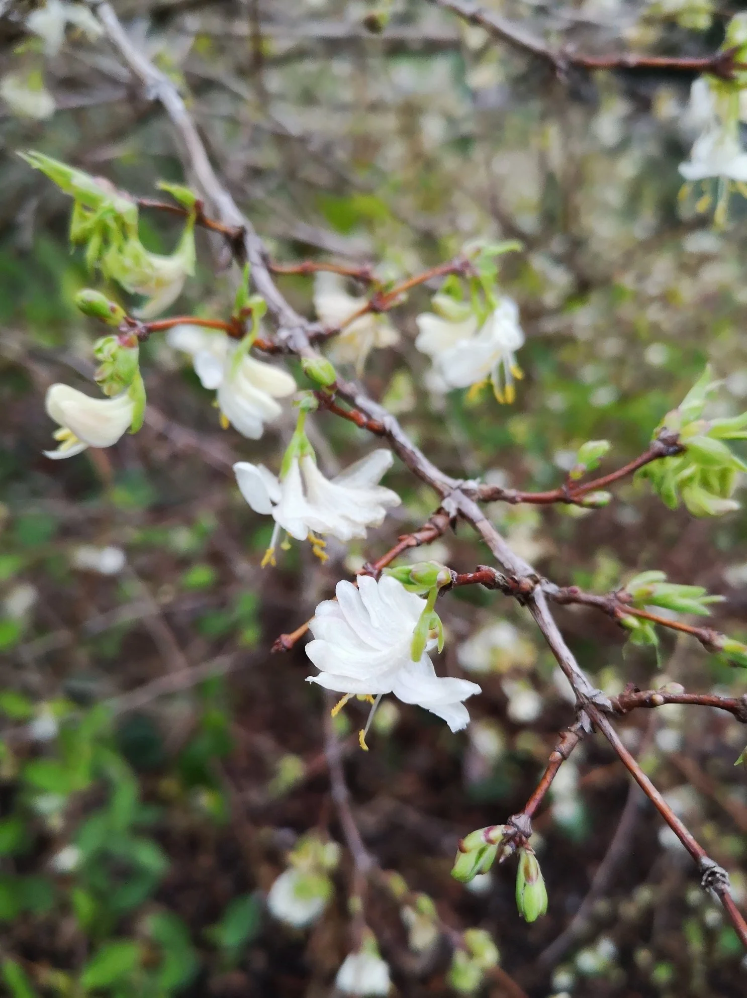 Lonicera x purpusii 'Winter Beauty' — Friends of the Botanical Gardens ...