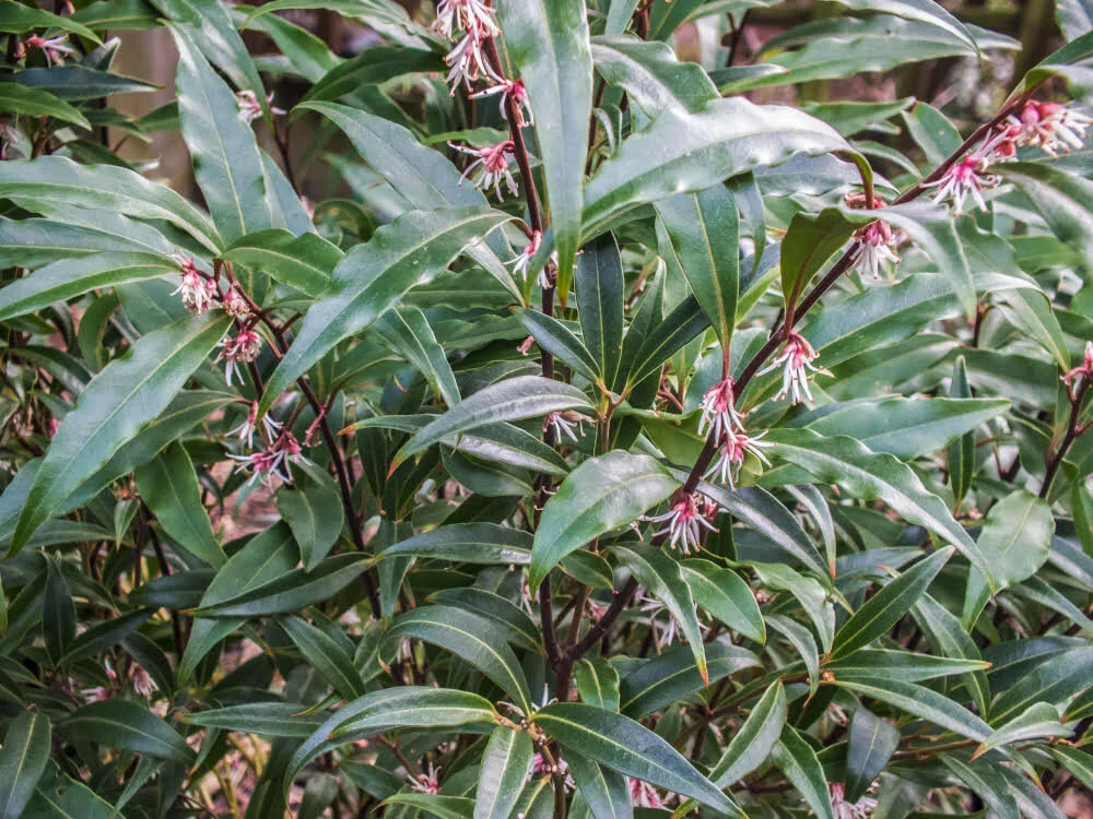National Collections: Sarcococca — Friends of the Botanical Gardens ...