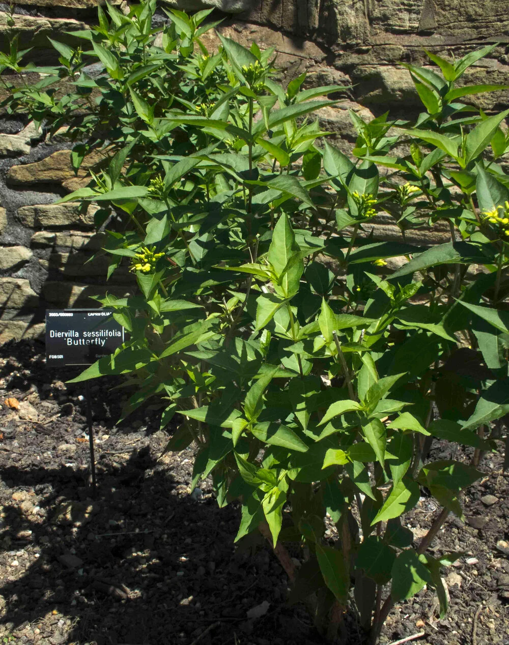 National Collections: Diervilla — Friends of the Botanical Gardens ...