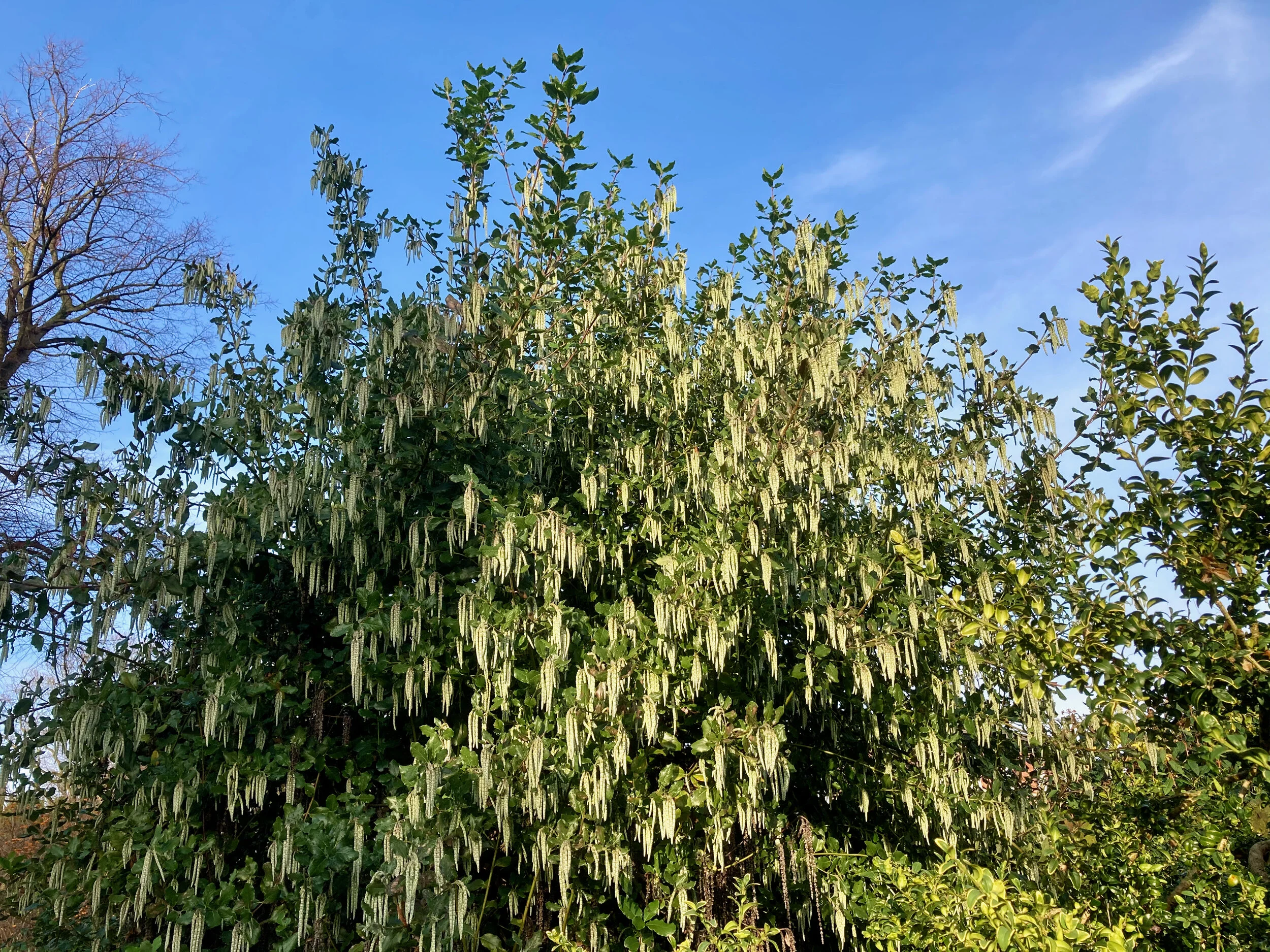 Garrya elliptica — Friends of the Botanical Gardens Sheffield