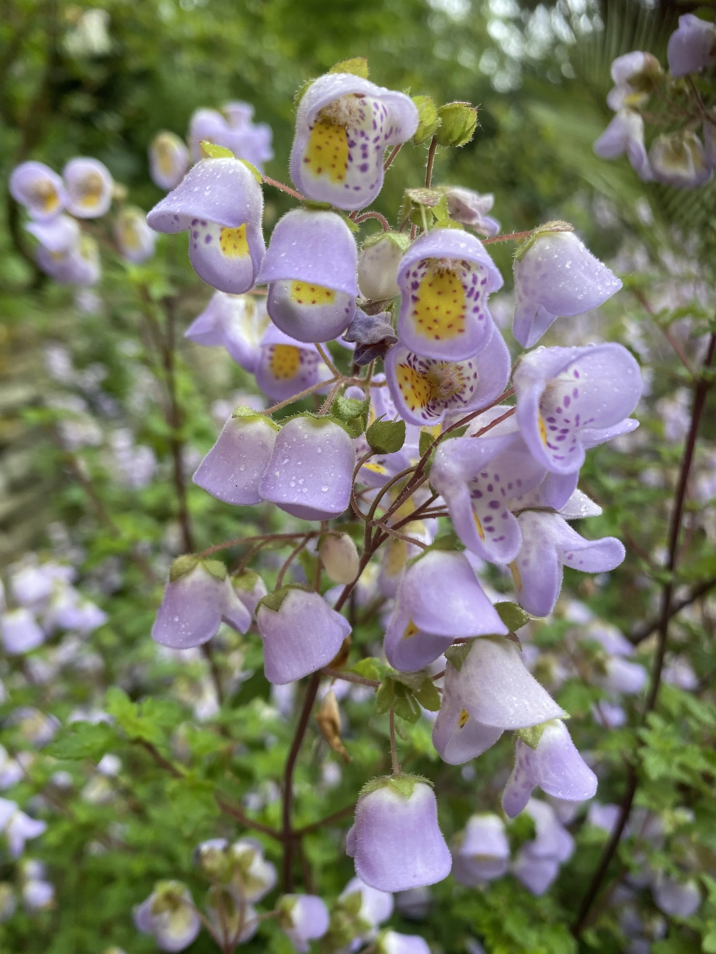Plant of the Month — Friends of the Botanical Gardens Sheffield
