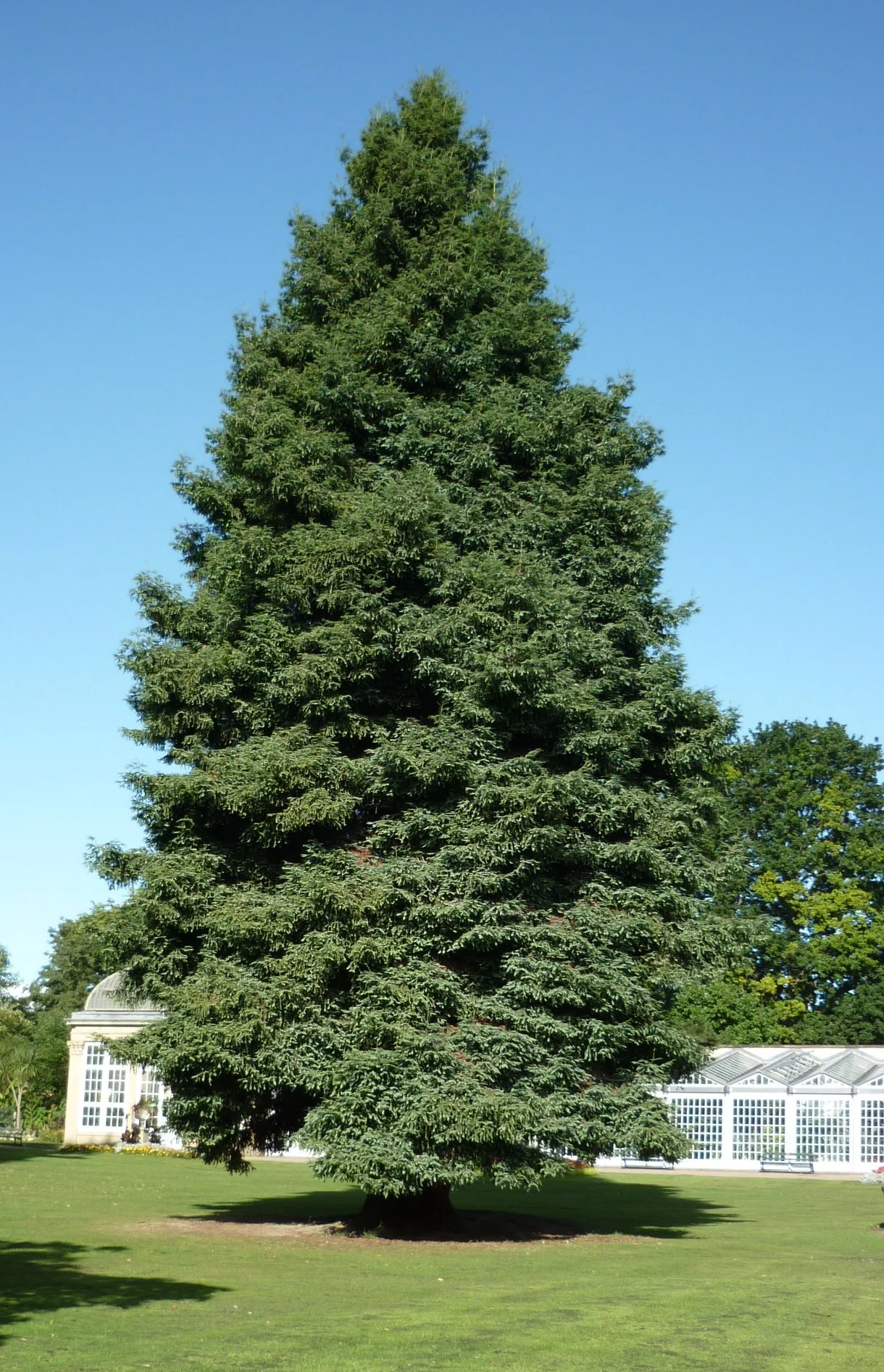 Sequoia sempervirens ‘Cantab’ — Friends of the Botanical Gardens Sheffield