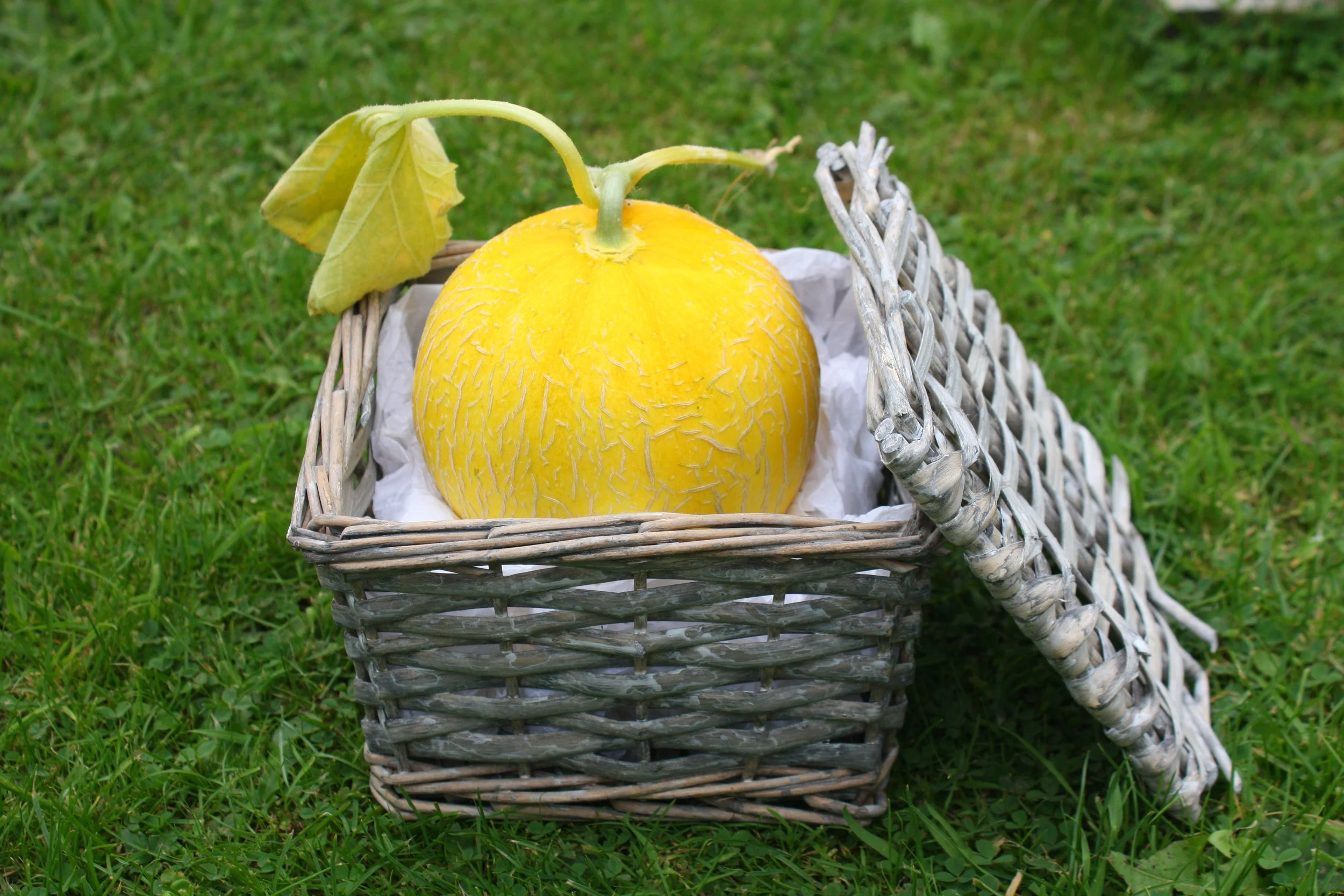 Richard Brown ‘ThE Therapeutic Benefits of Horticulture and the Quest ...