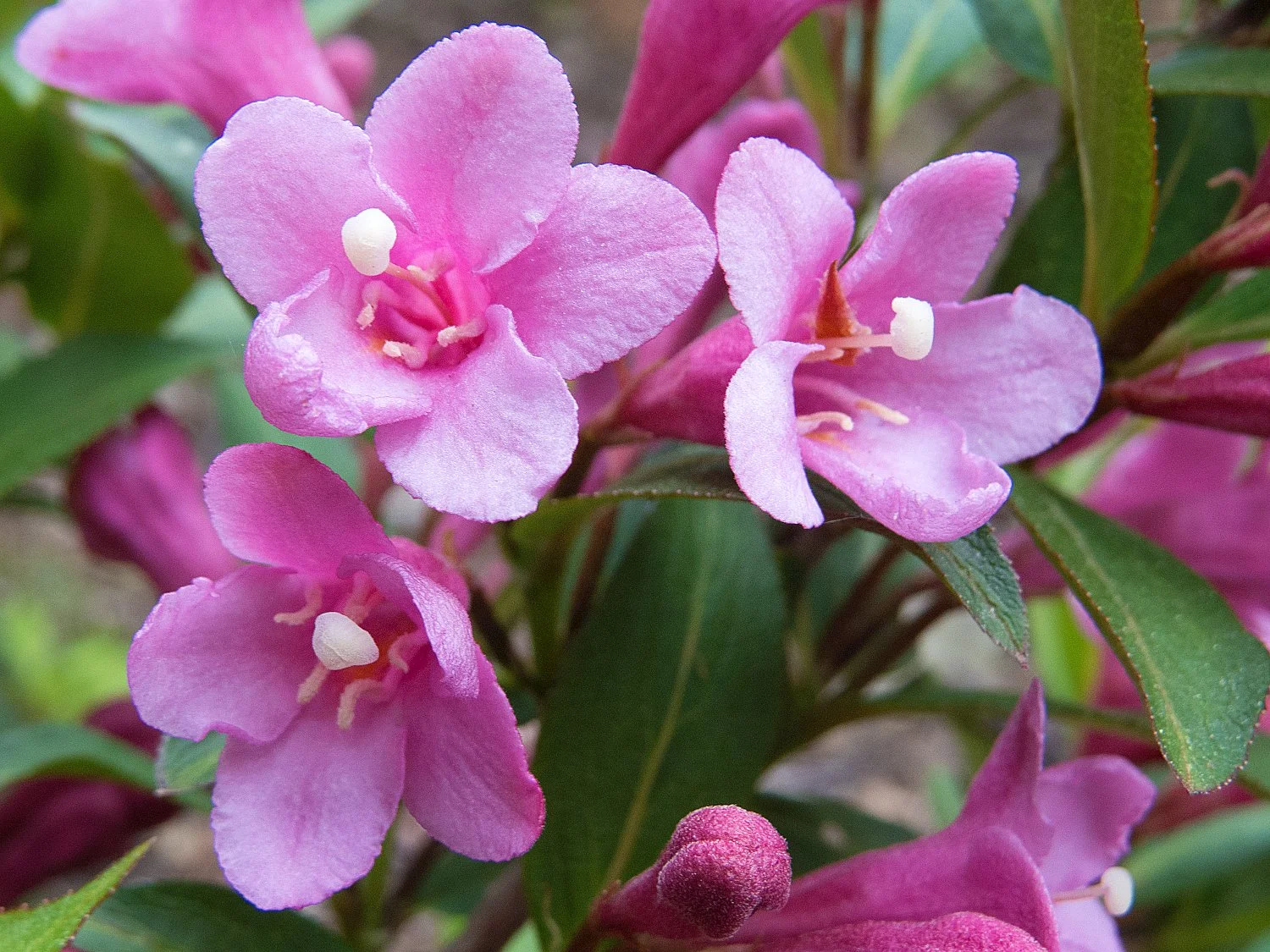 Weigela cultivars group 2 — Friends of the Botanical Gardens Sheffield