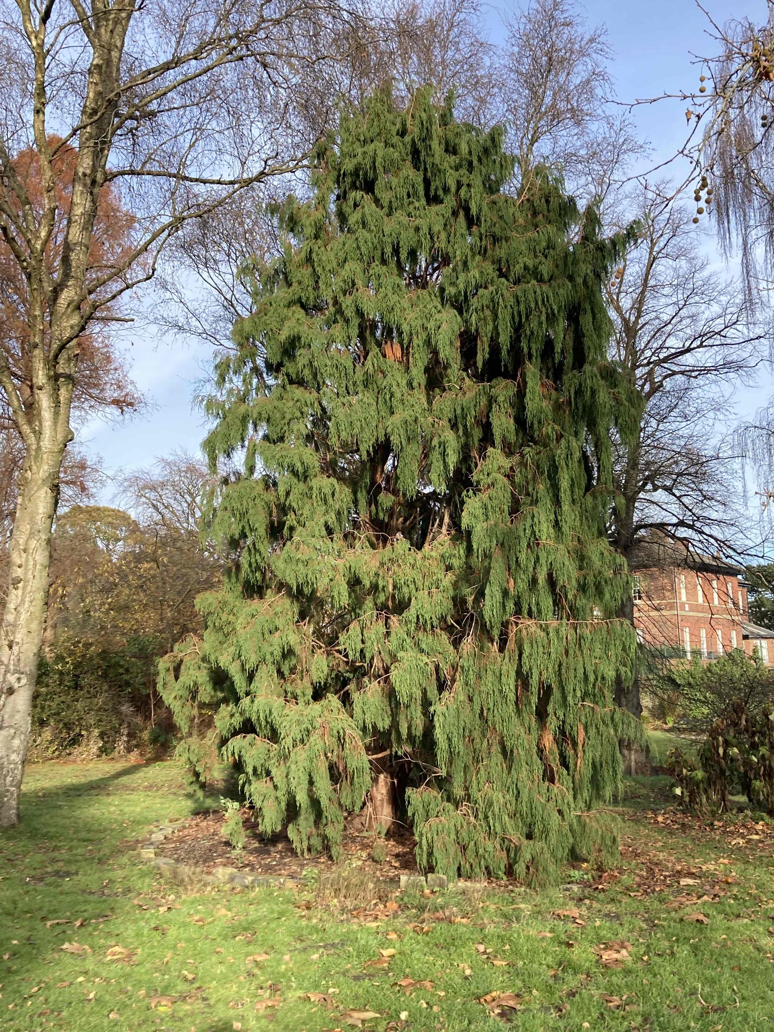 Juniperus coxii — Friends of the Botanical Gardens Sheffield