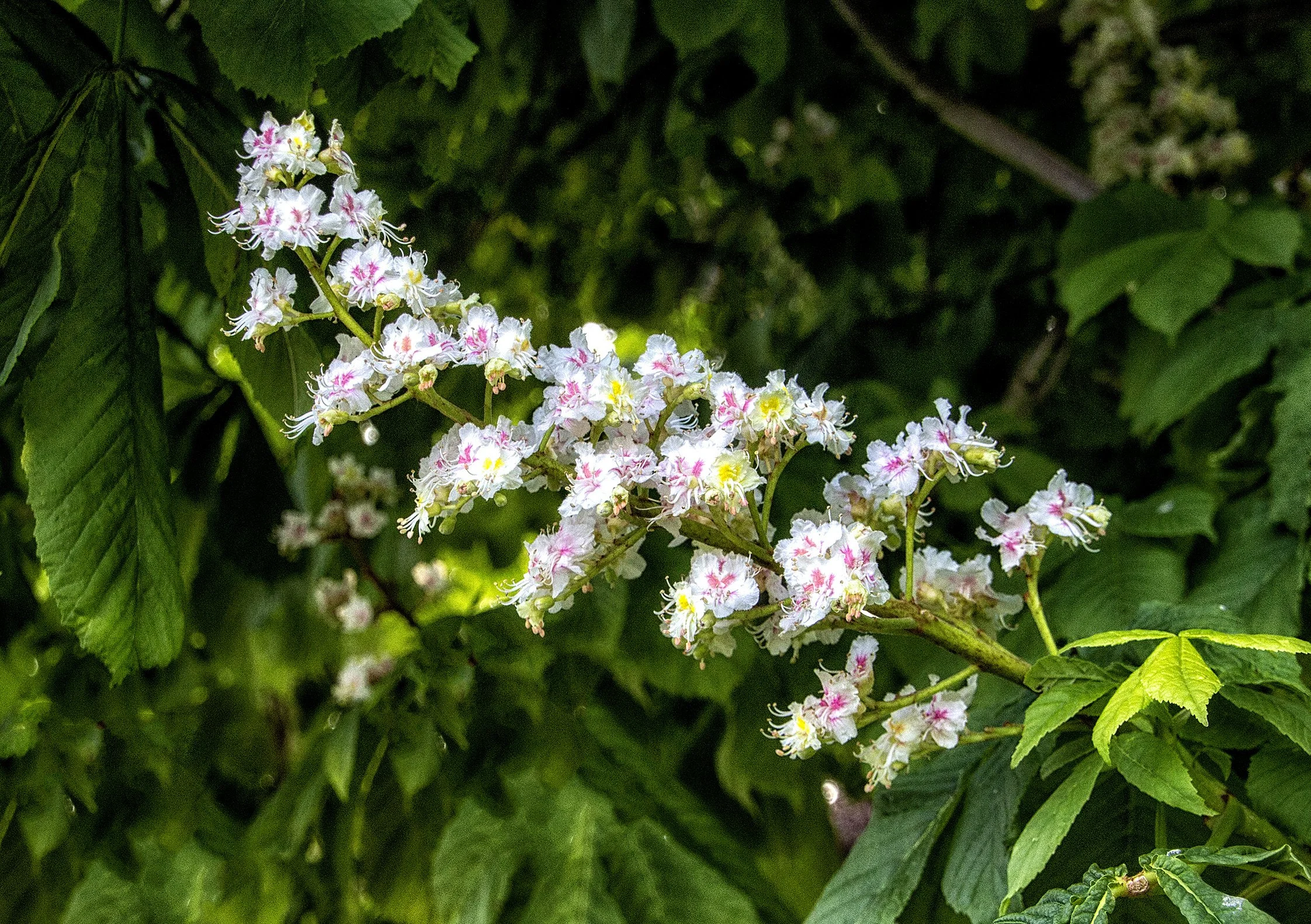 Earthshot Public Tour — Friends of the Botanical Gardens Sheffield