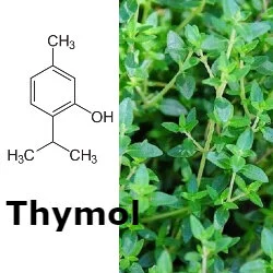 Extract Thyme By Steam Distillation, Benefits of Thyme Extract — LETIME ...
