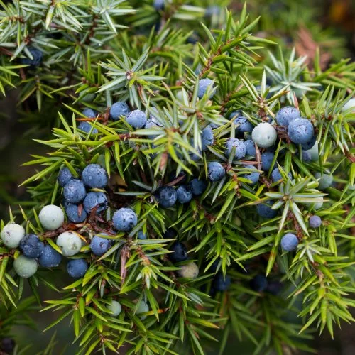 Extract Juniper Berry by Steam Distillation and Its Benefits — LETIME STILL