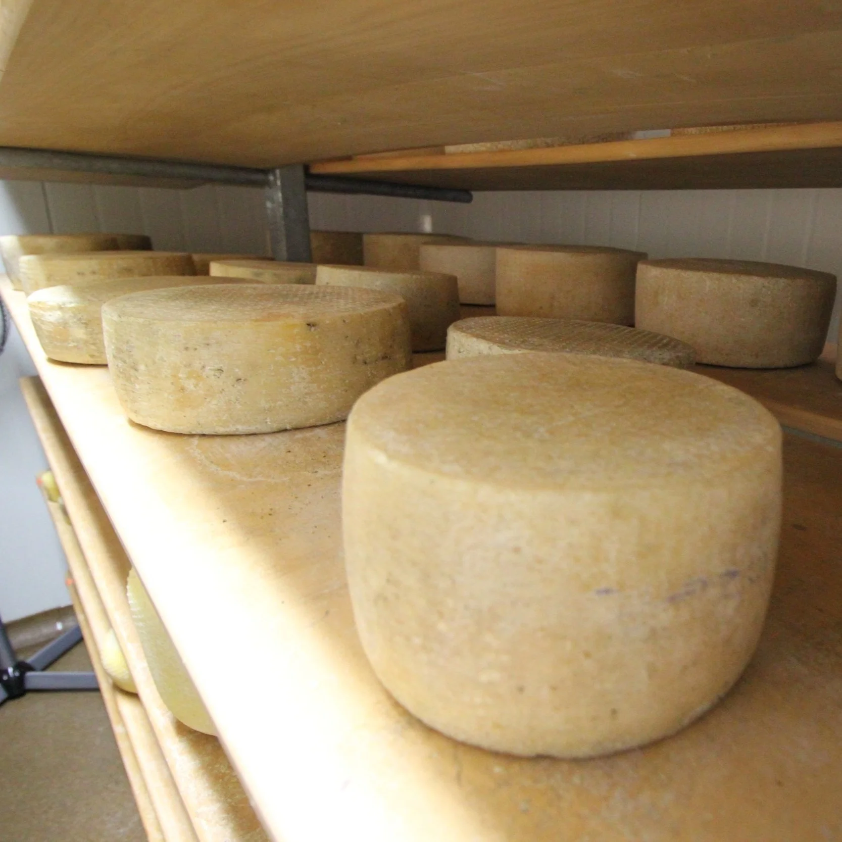 NZ Cheese Directory — CHEESE LOVERS NZ