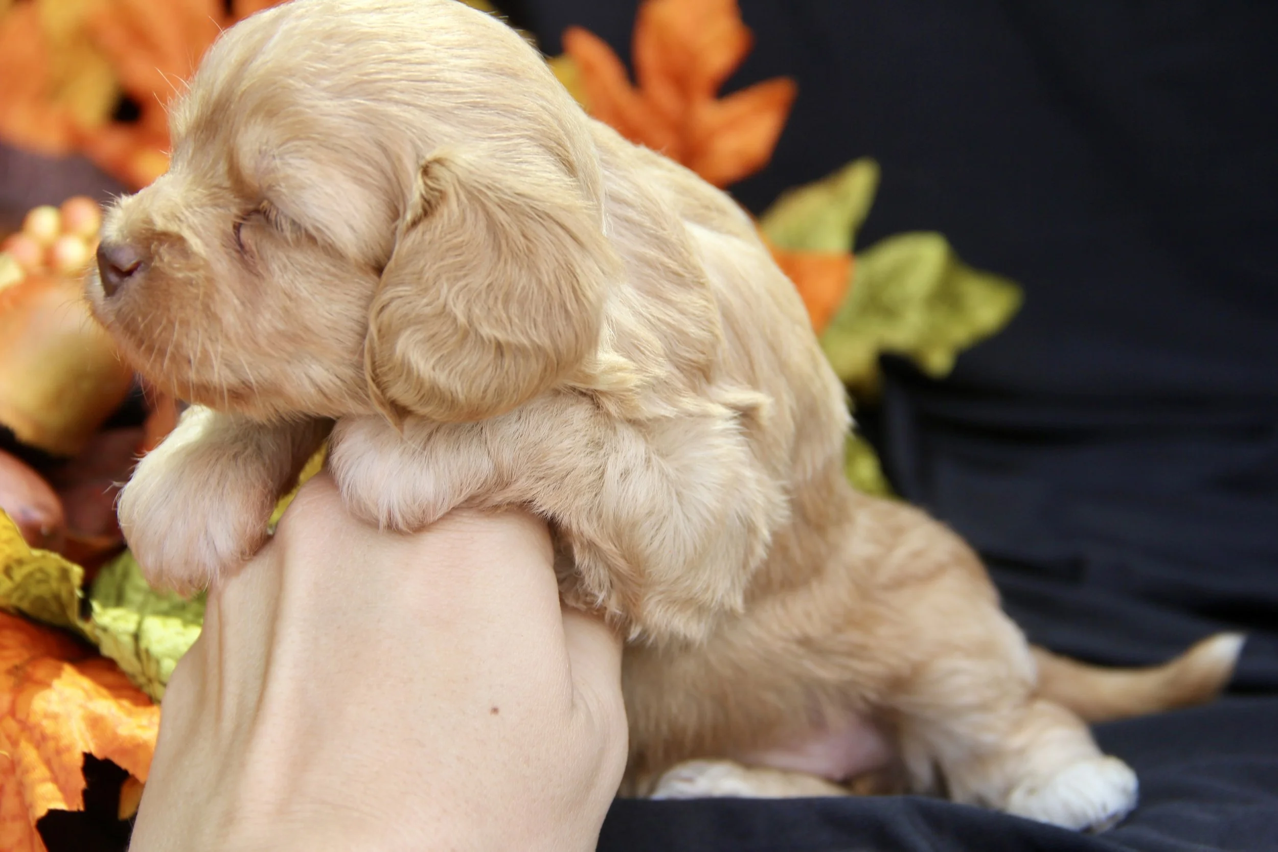 Cavapoo puppies for sale — Lawler’s Legacy Litters