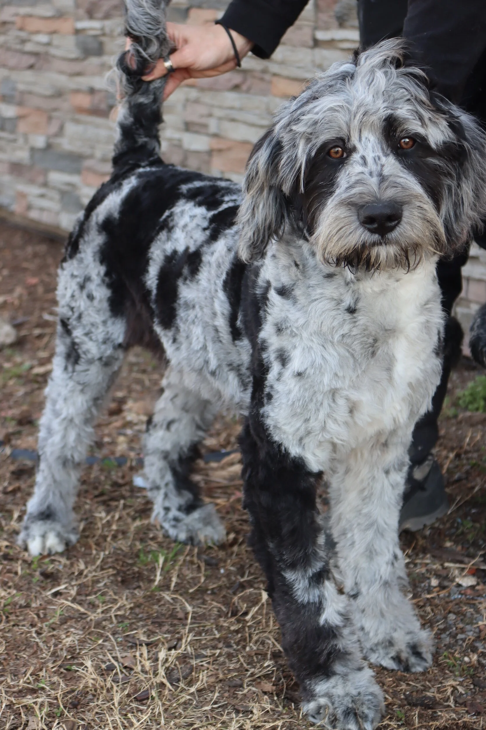 Mini Micro Bernadoodles Cavapoos mini poodles mini Merle tri ...