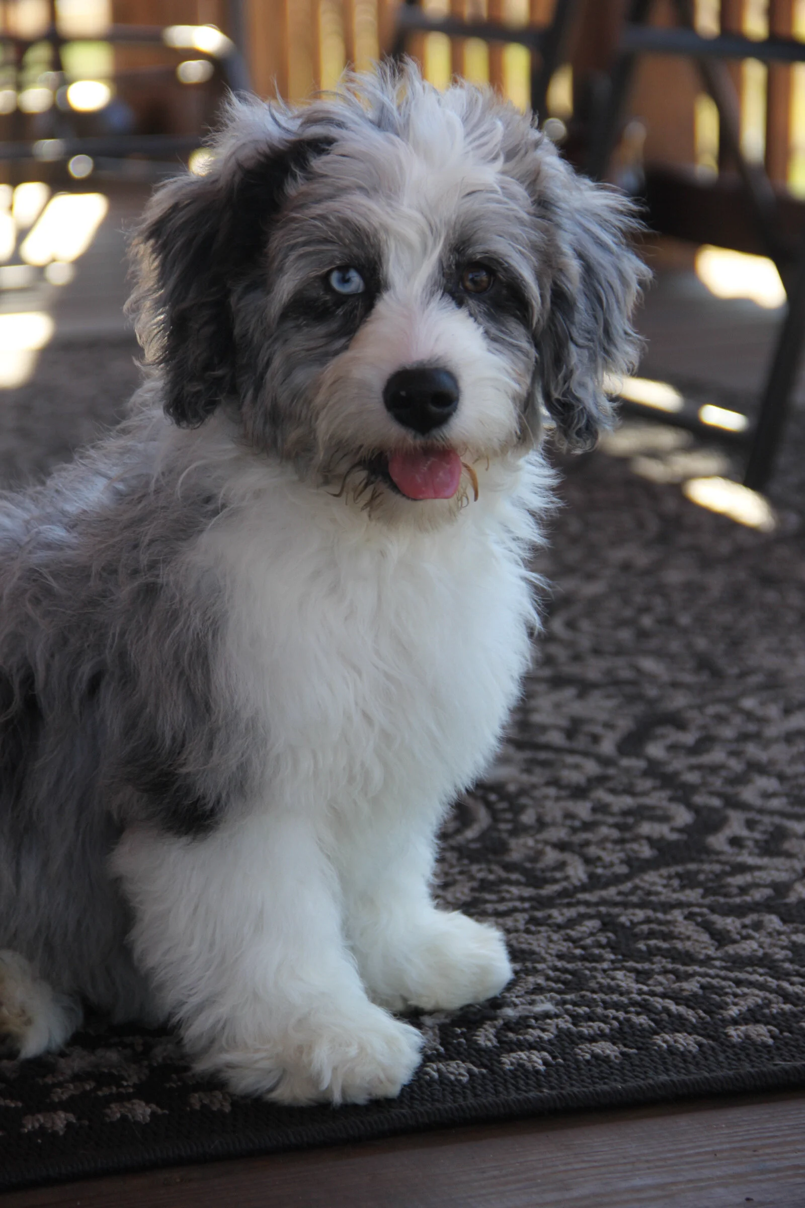 Mini Micro Bernadoodles Cavapoos mini poodles mini Merle tri ...