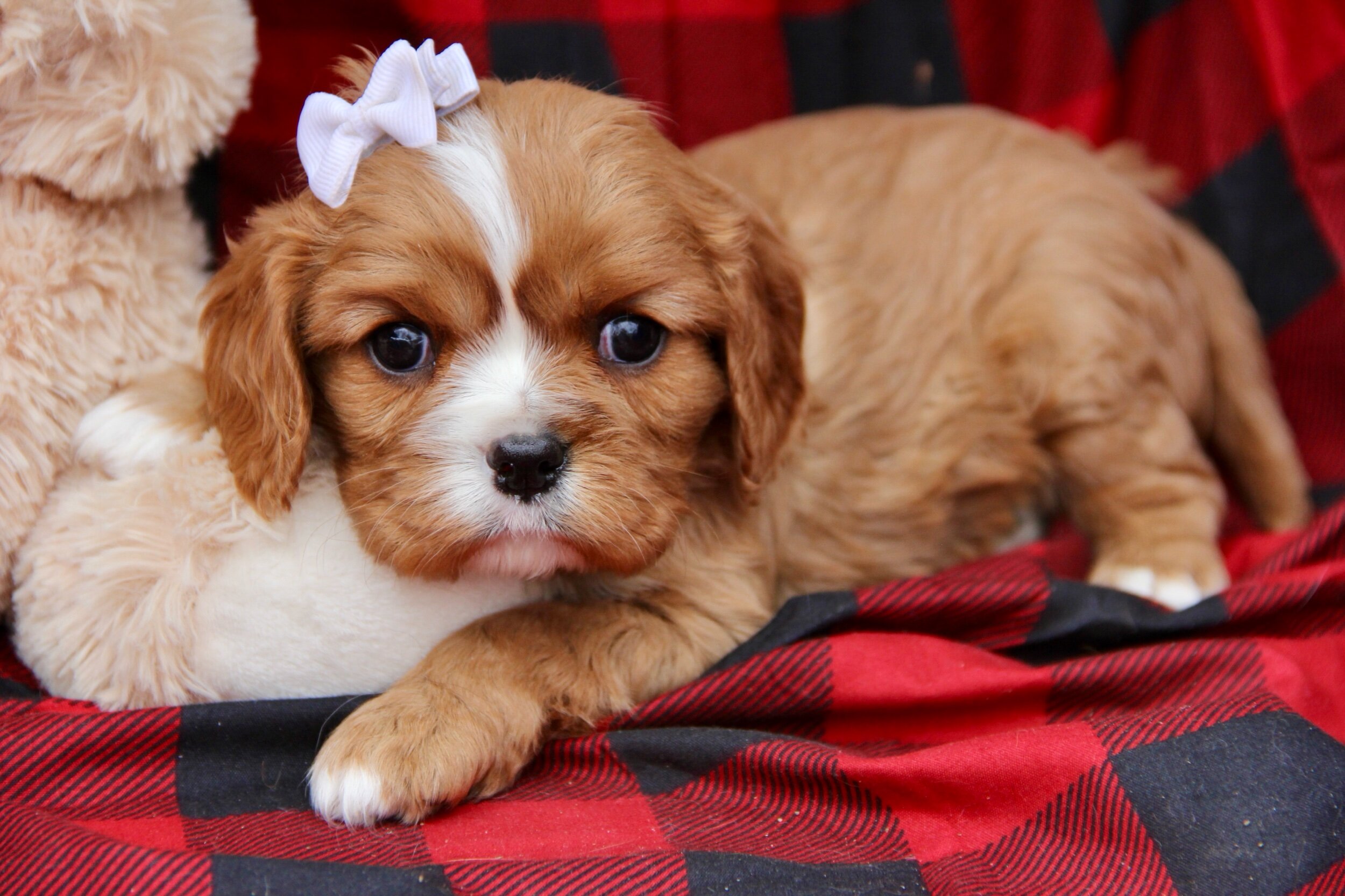 Available cavapoo puppies — Lawler’s Legacy Litters