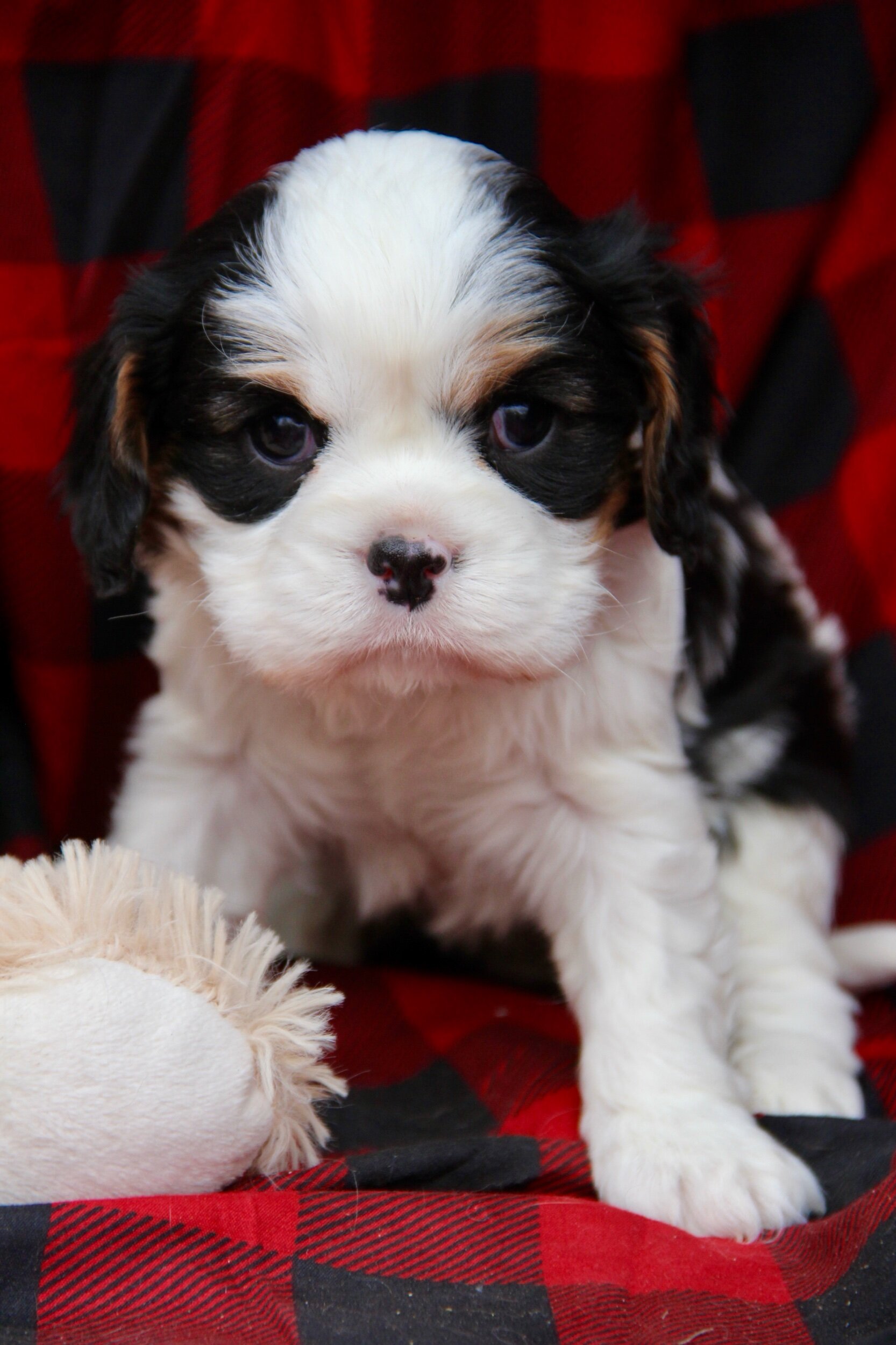 Available cavapoo puppies — Lawler’s Legacy Litters