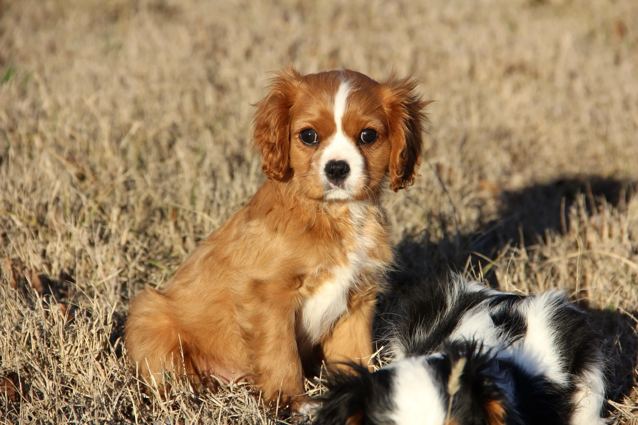 Available cavapoo puppies — Lawler’s Legacy Litters