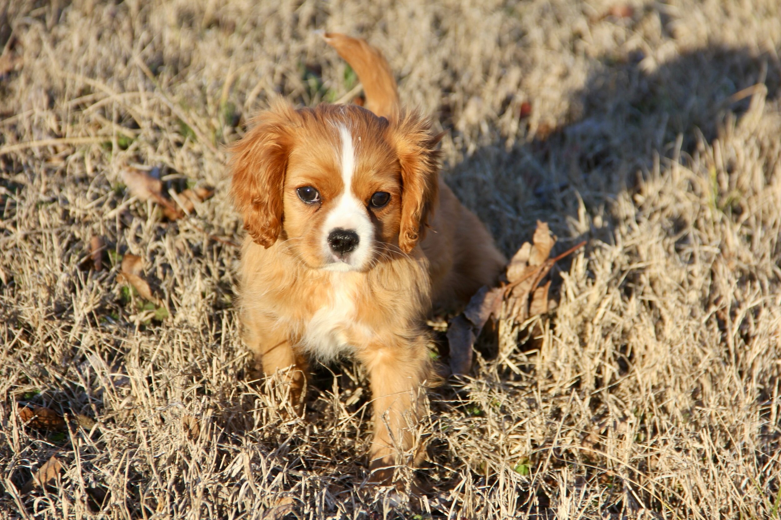 Available cavapoo puppies — Lawler’s Legacy Litters