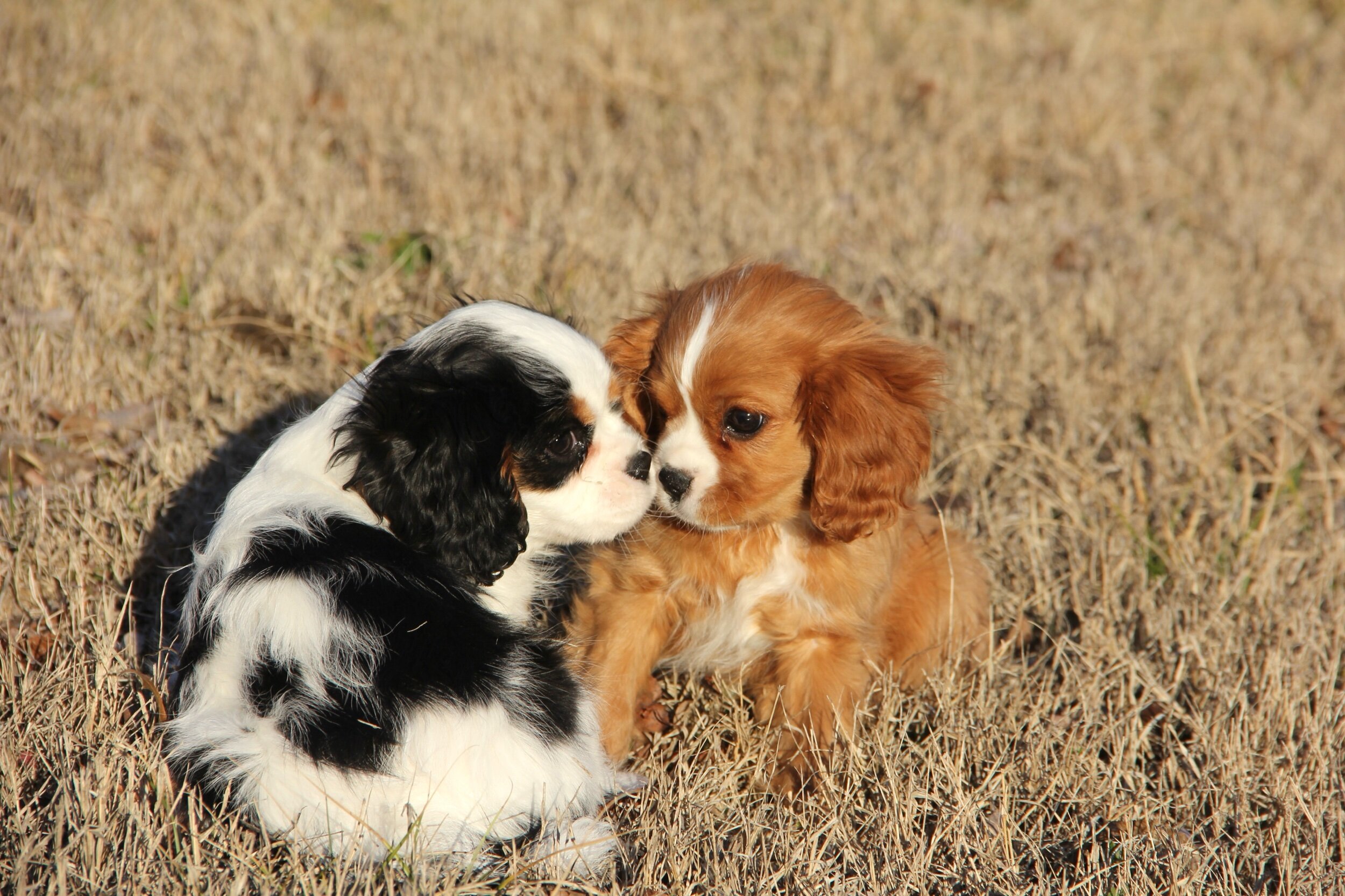 Available cavapoo puppies — Lawler’s Legacy Litters